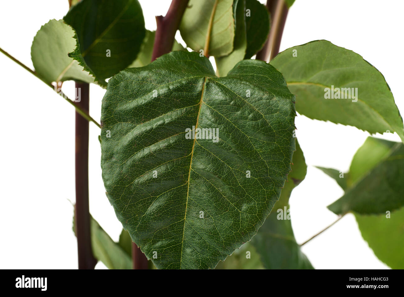 Bouquet of roses over white isolated background, middle part Stock ...