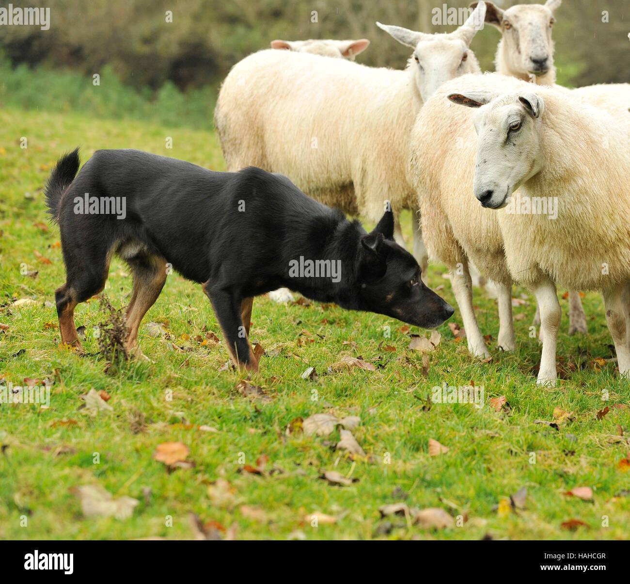australian kelpie working sheep Stock Photo - Alamy