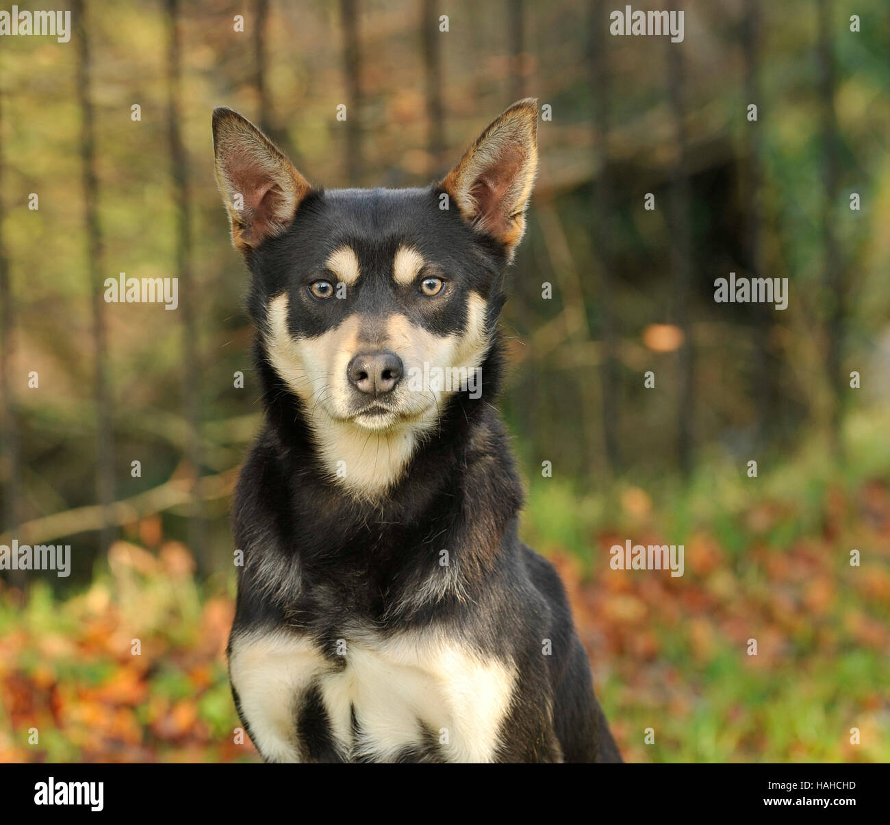 Australian Farm Dog High Resolution Stock Photography and Images - Alamy