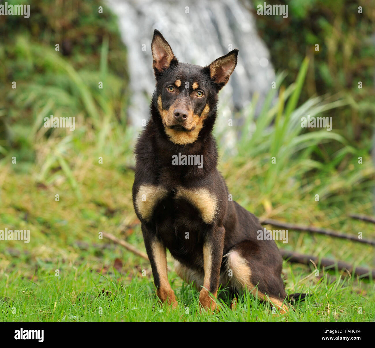 Australian kelpie dog Stock Photo - Alamy
