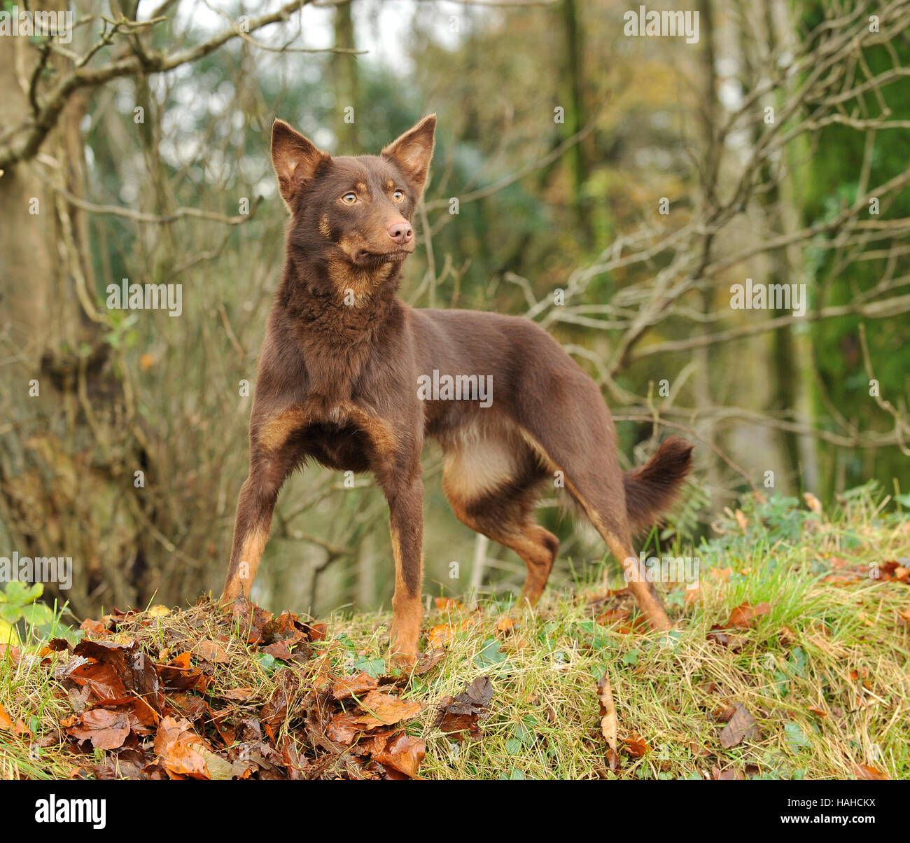 red Australian kelpie Stock Photo - Alamy
