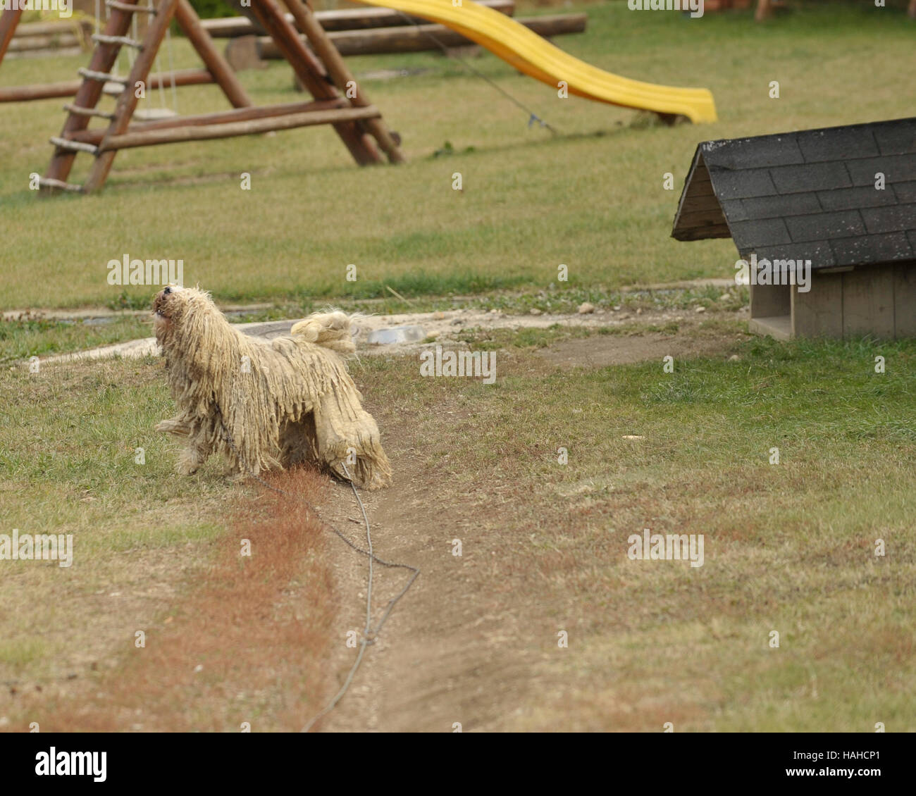 Corded Dog High Resolution Stock Photography and Images - Alamy