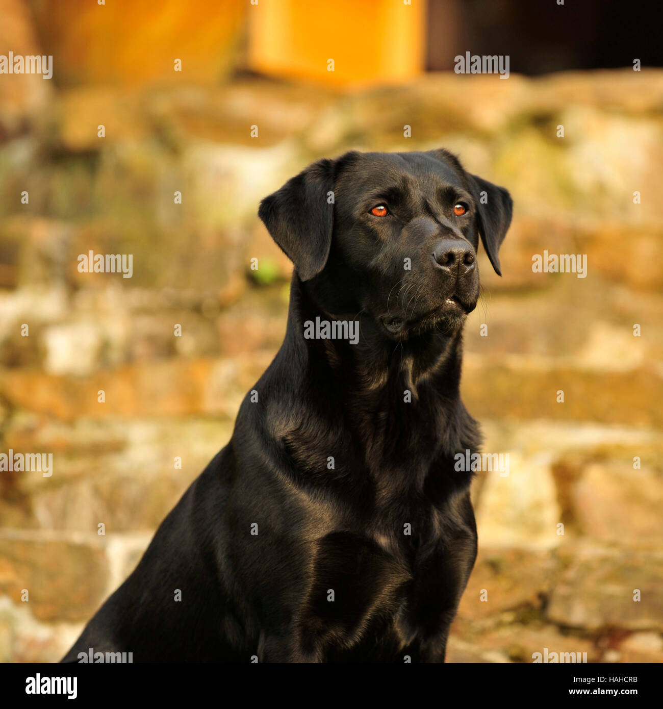 black labrador UK, fall Stock Photo - Alamy