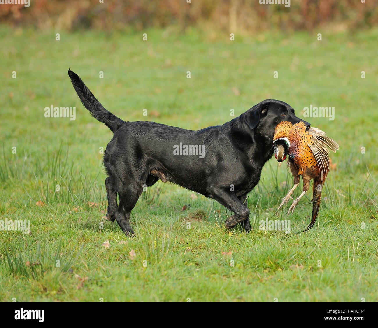 labrador retriever retrieving pheasant Stock Photo - Alamy