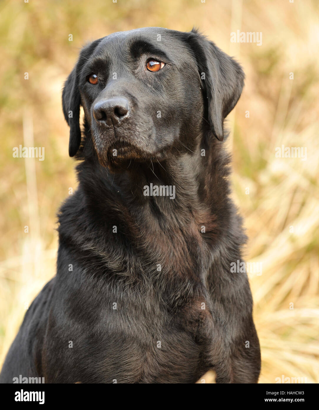 labrador male, on a shoot Stock Photo - Alamy