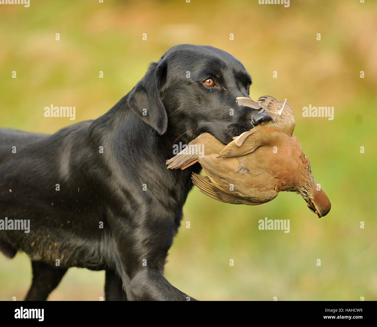 labrador carrying red legged partridge Stock Photo - Alamy