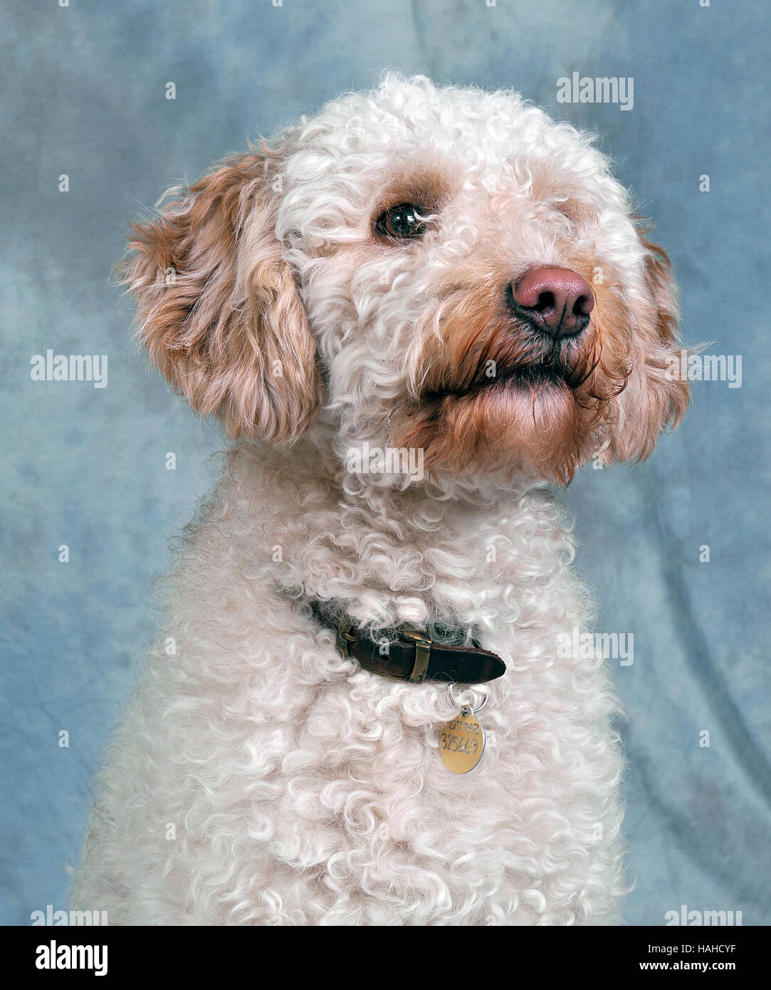 Lagotto Romagnolo And Truffle High Resolution Stock Photography and ...