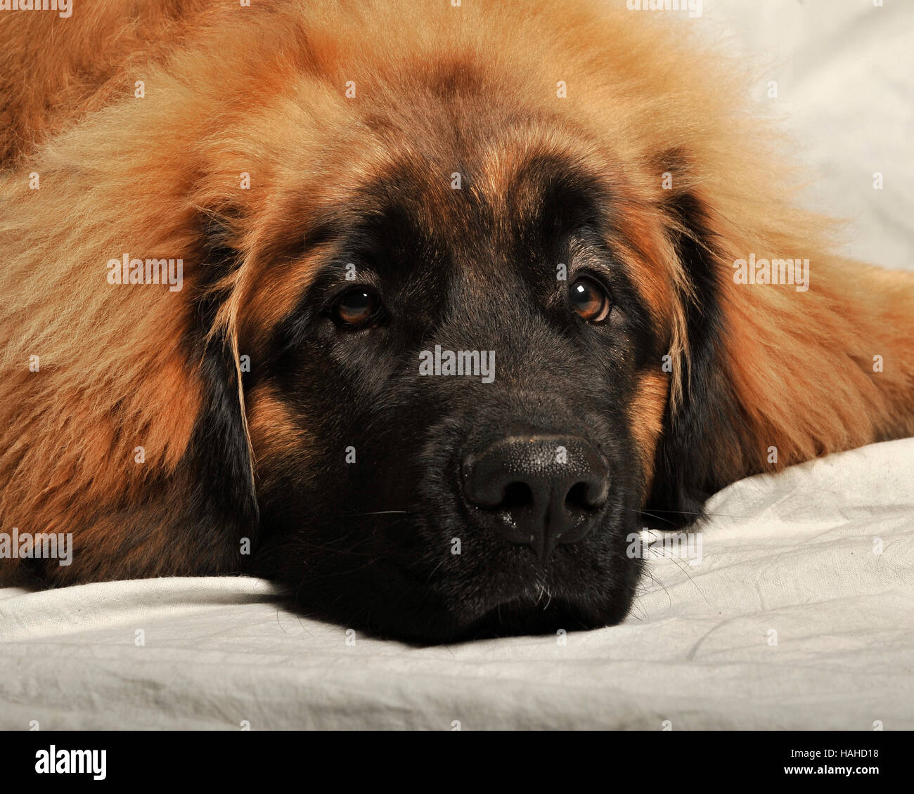 Leonberger Puppy High Resolution Stock Photography and Images - Alamy