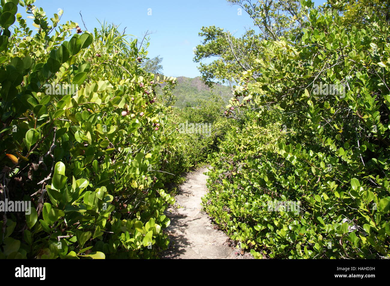 Coco plum, Chrysobalanus icaco. Seychelles, Curieuse Island, Indian ...