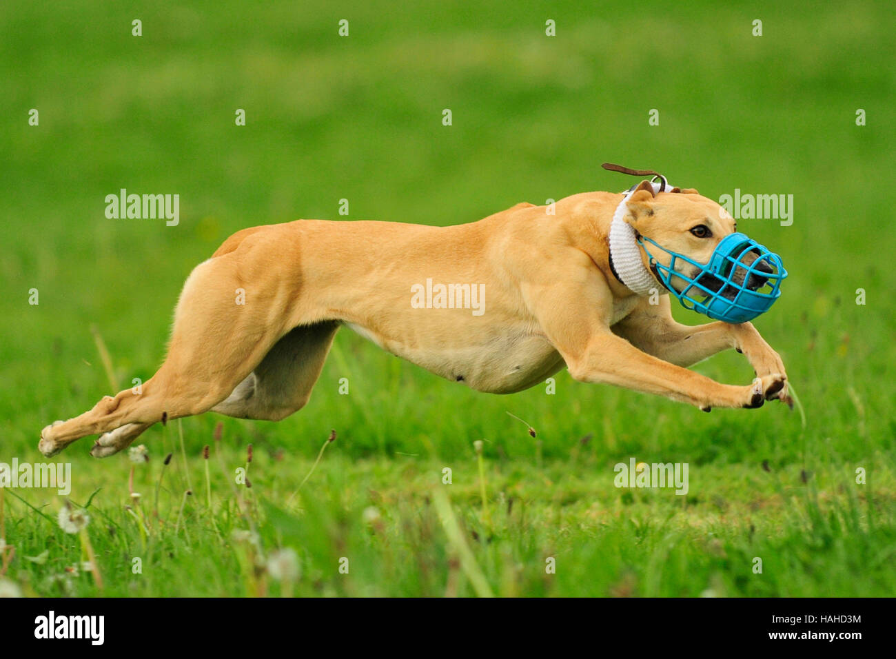 Lure Coursing Stock Photos & Lure Coursing Stock Images - Alamy
