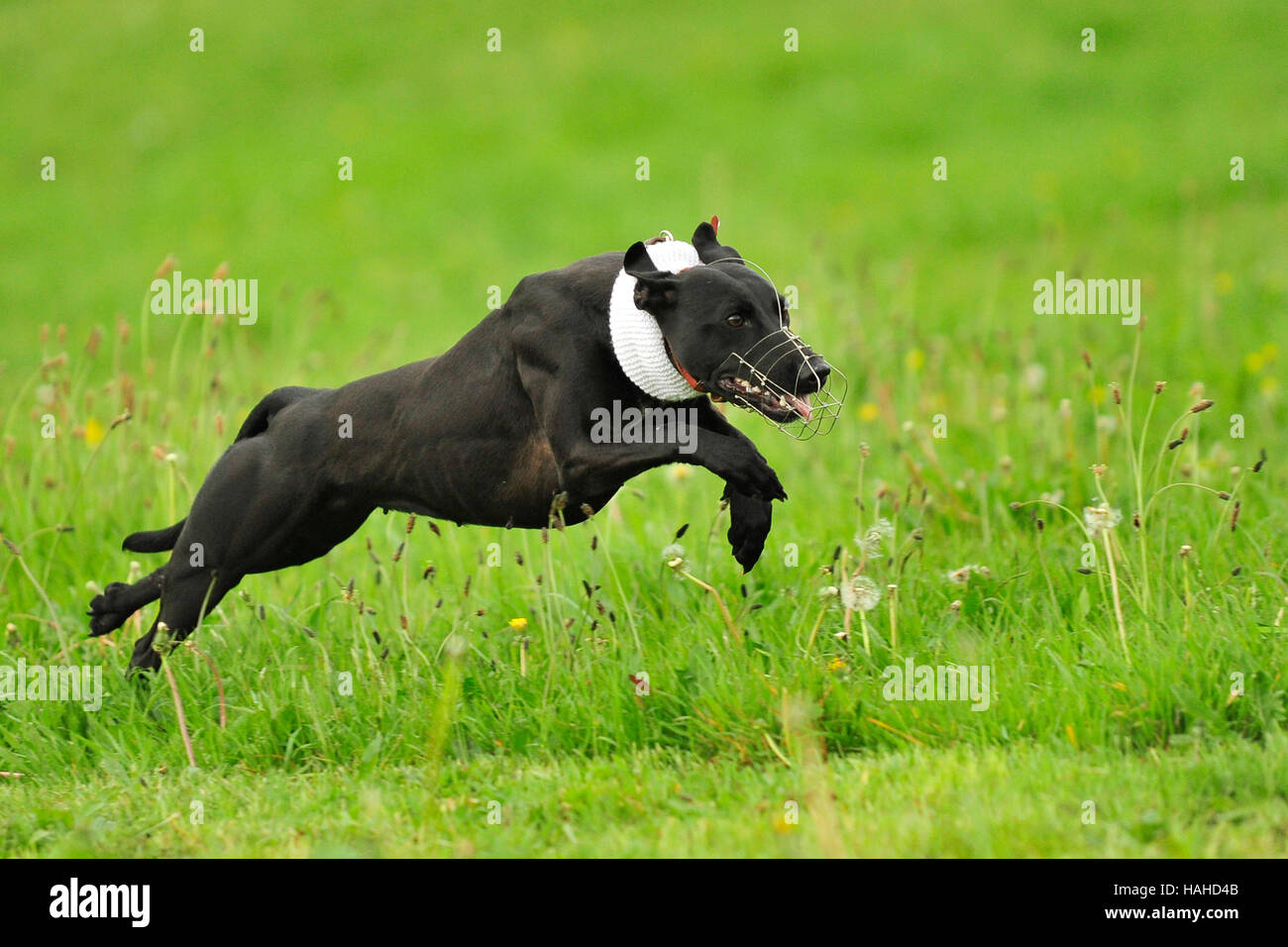 Lure Coursing Stock Photos & Lure Coursing Stock Images - Alamy