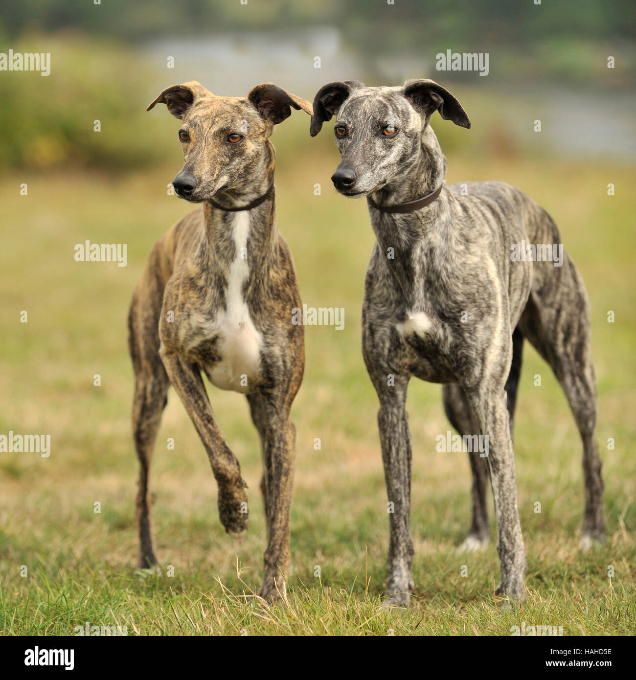 Two Whippets High Resolution Stock Photography and Images - Alamy
