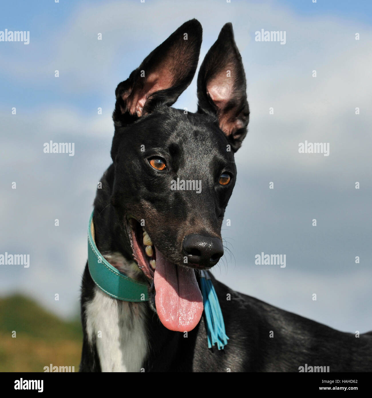 Black Lurcher High Resolution Stock Photography and Images - Alamy