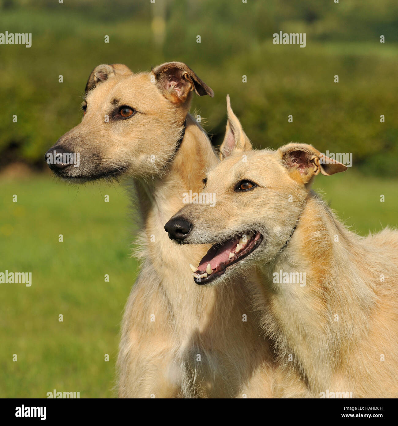 Lurchers High Resolution Stock Photography and Images - Alamy
