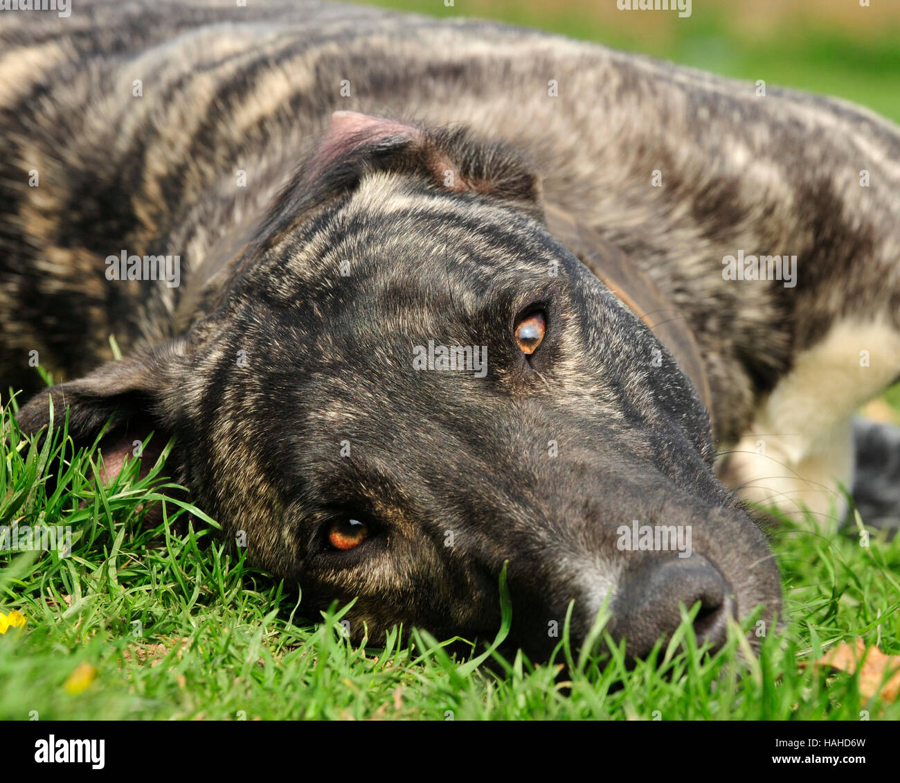 lurcher male, bull lurcher, silver brindle Stock Photo - Alamy