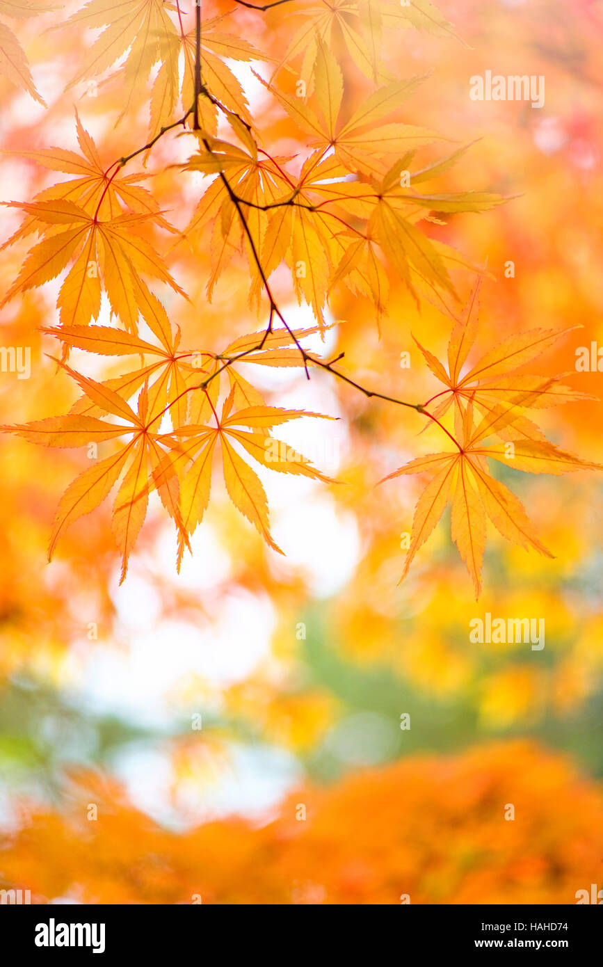 Japanese maple tree autumn leaves Stock Photo - Alamy