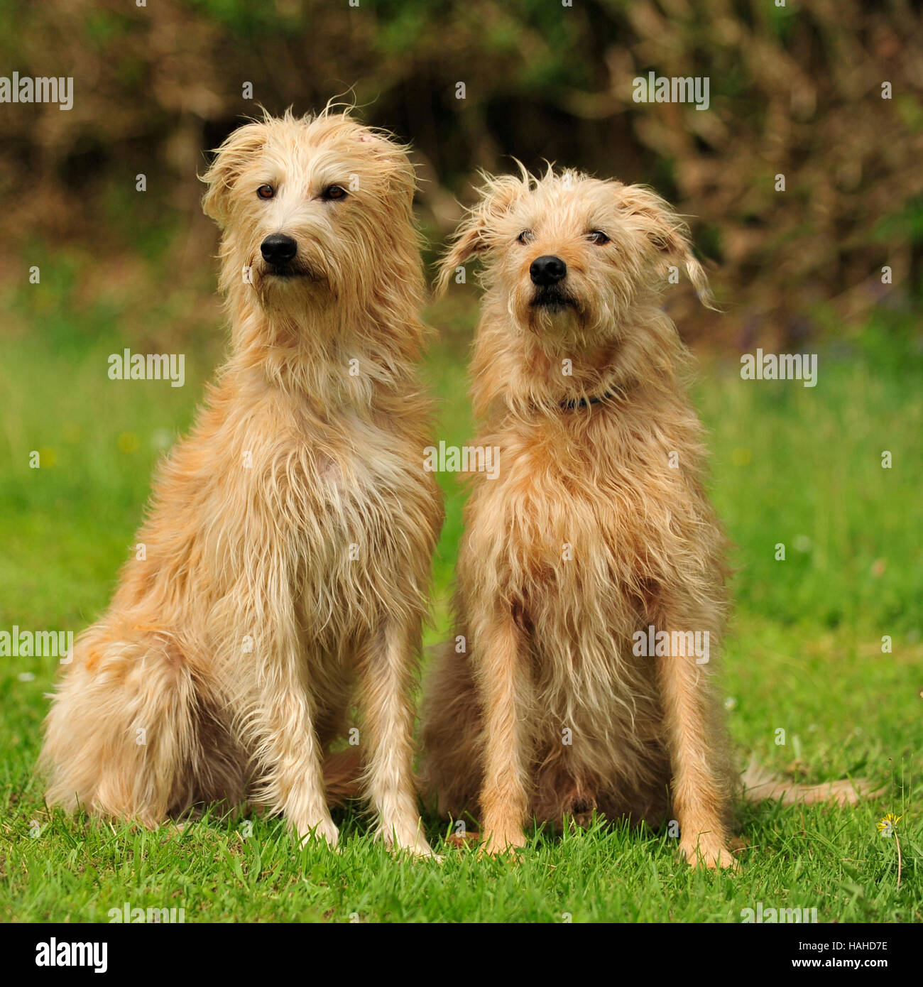 two hairy lurcher dogs Stock Photo - Alamy