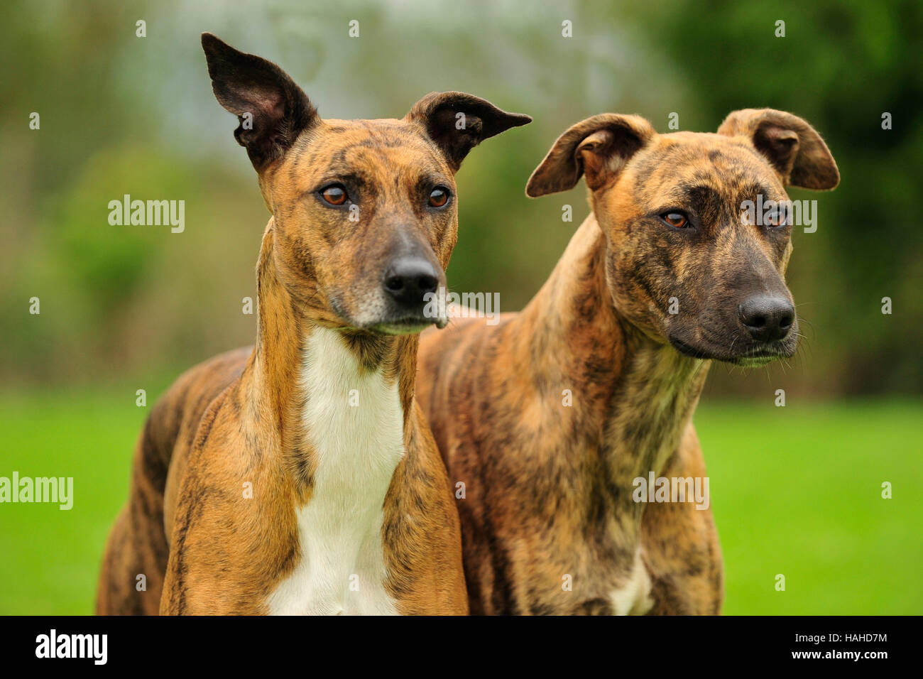 two bull lurchers Stock Photo - Alamy