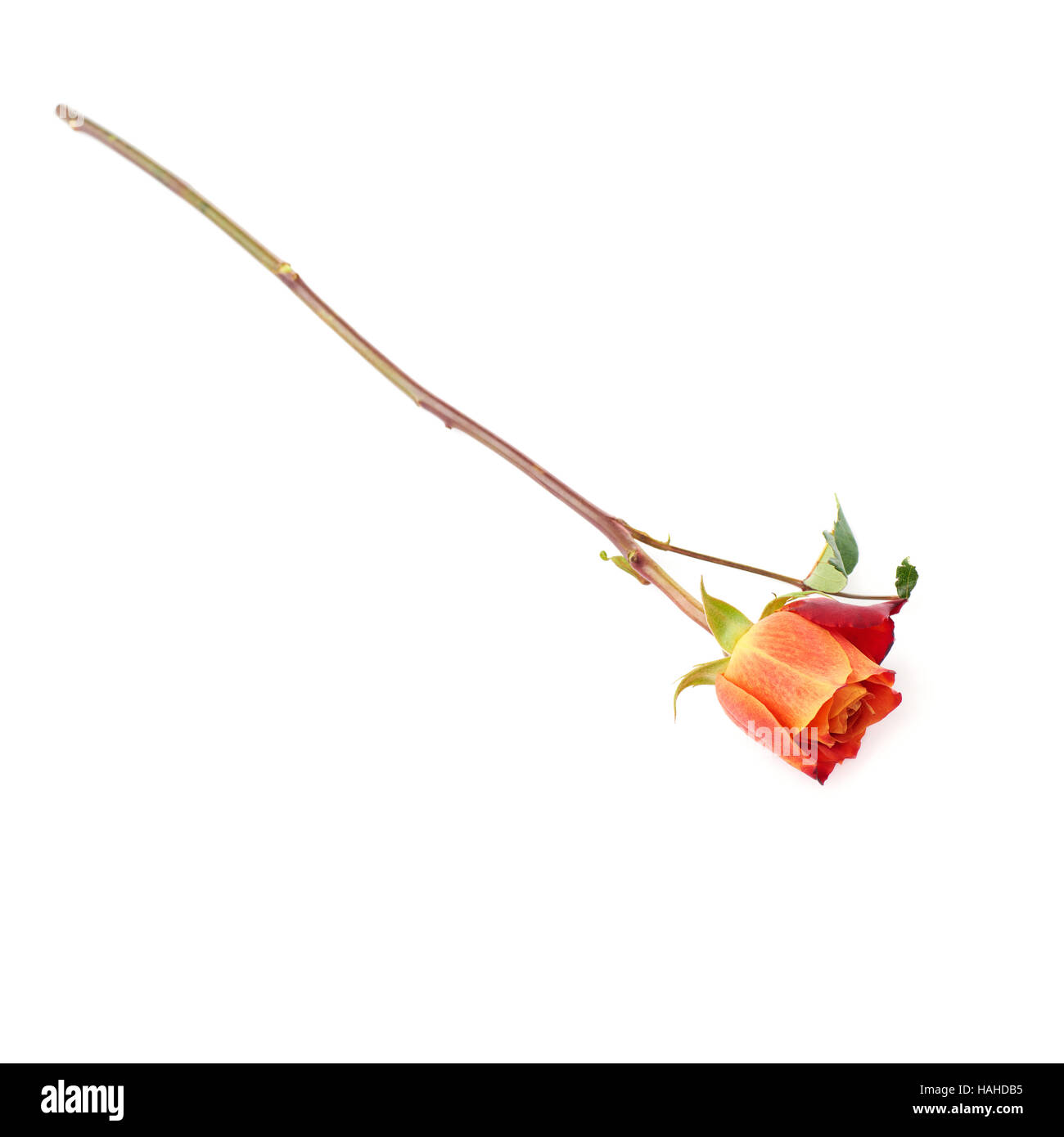 Single rose isolated lying over the white surface Stock Photo - Alamy