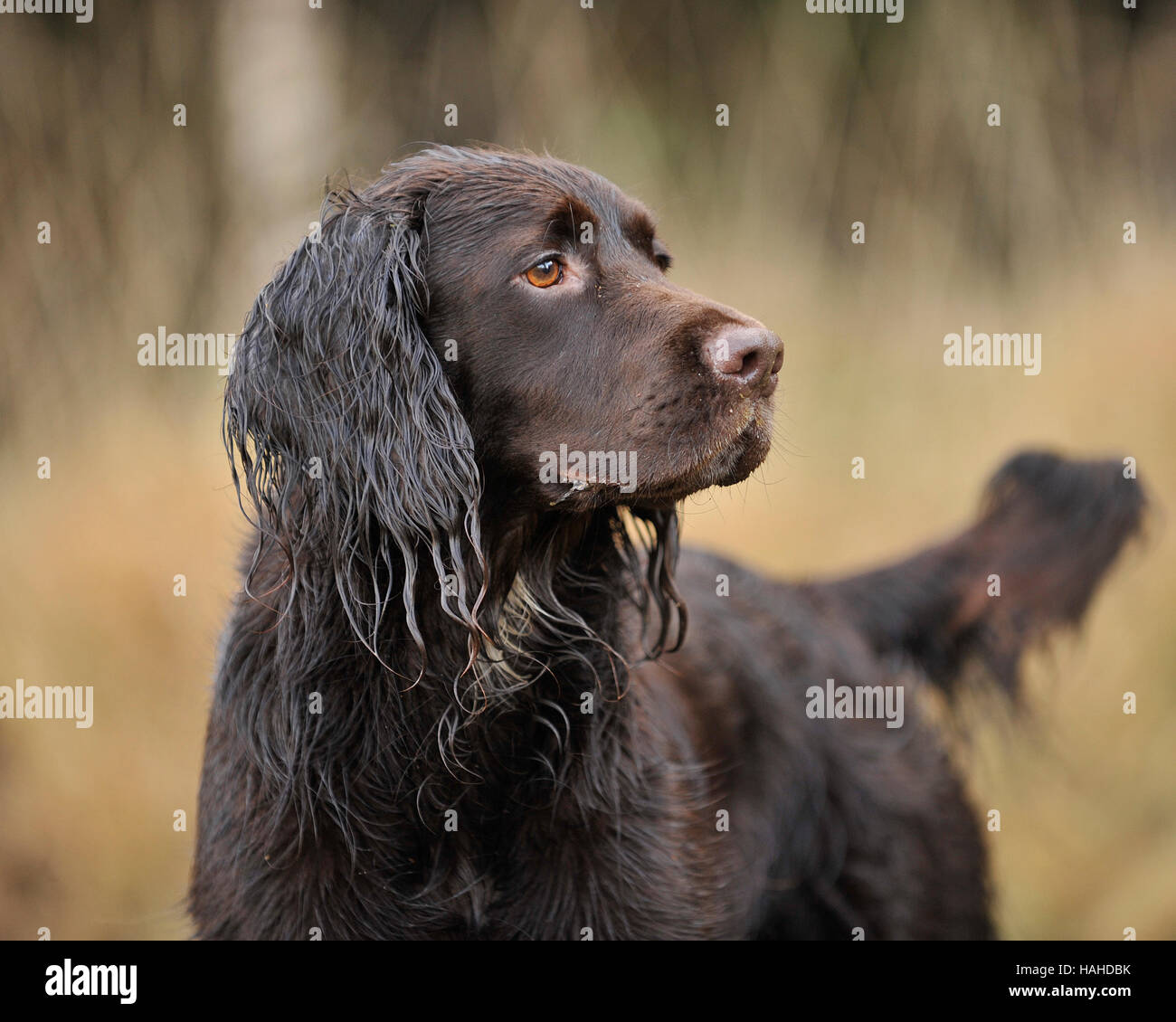 Springer Spaniel Dog Breed High Resolution Stock Photography and Images ...