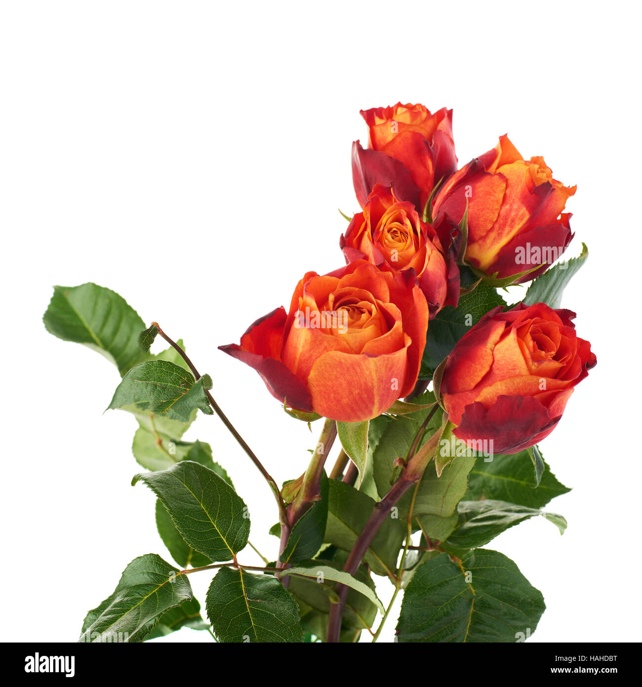Fresh roses over the white isolated background Stock Photo - Alamy