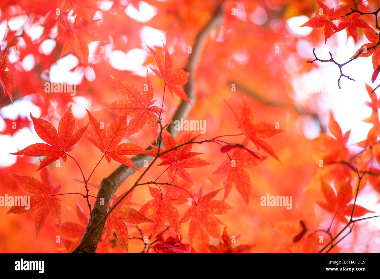 Japanese maple tree autumn leaves Stock Photo - Alamy