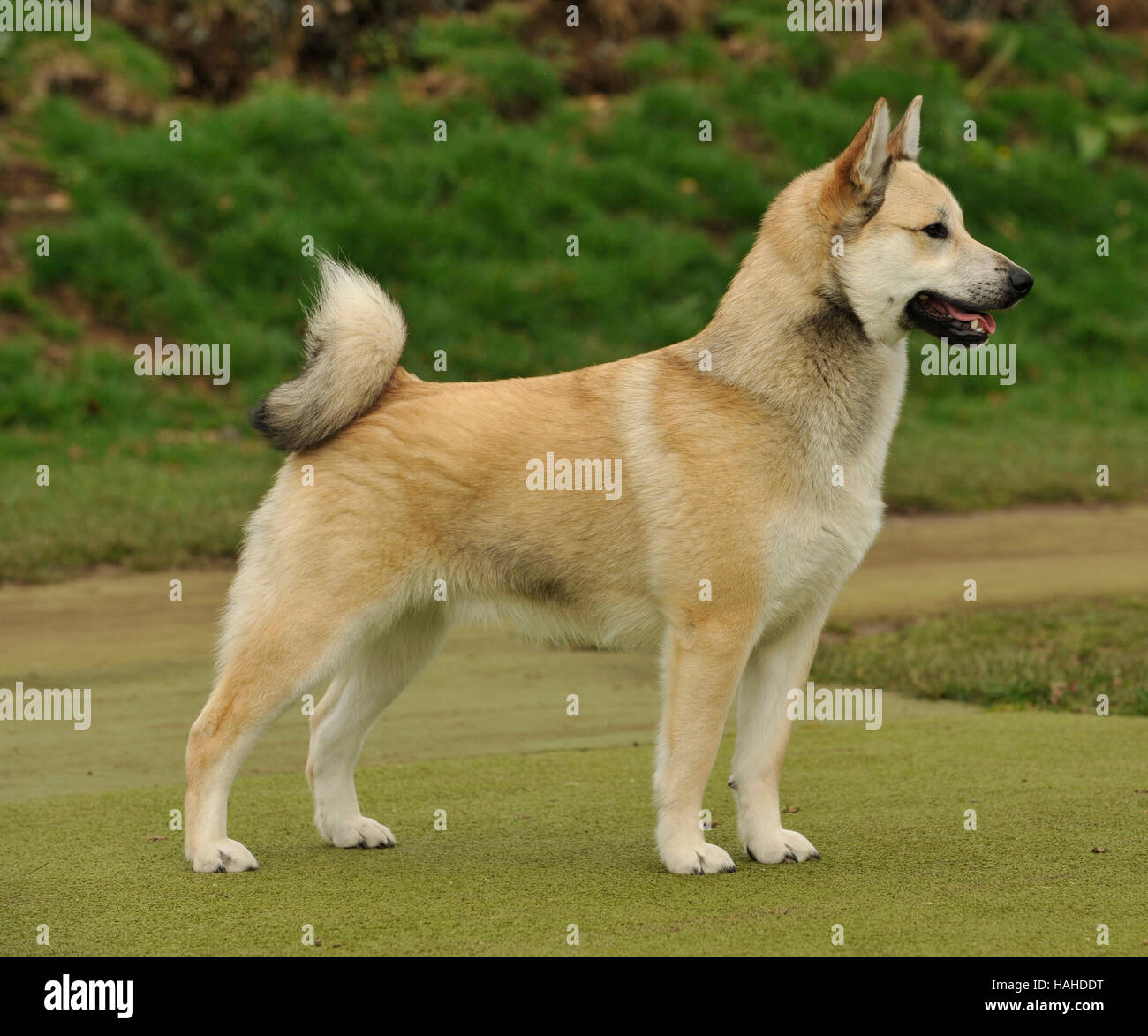 Norwegian Dog High Resolution Stock Photography and Images - Alamy