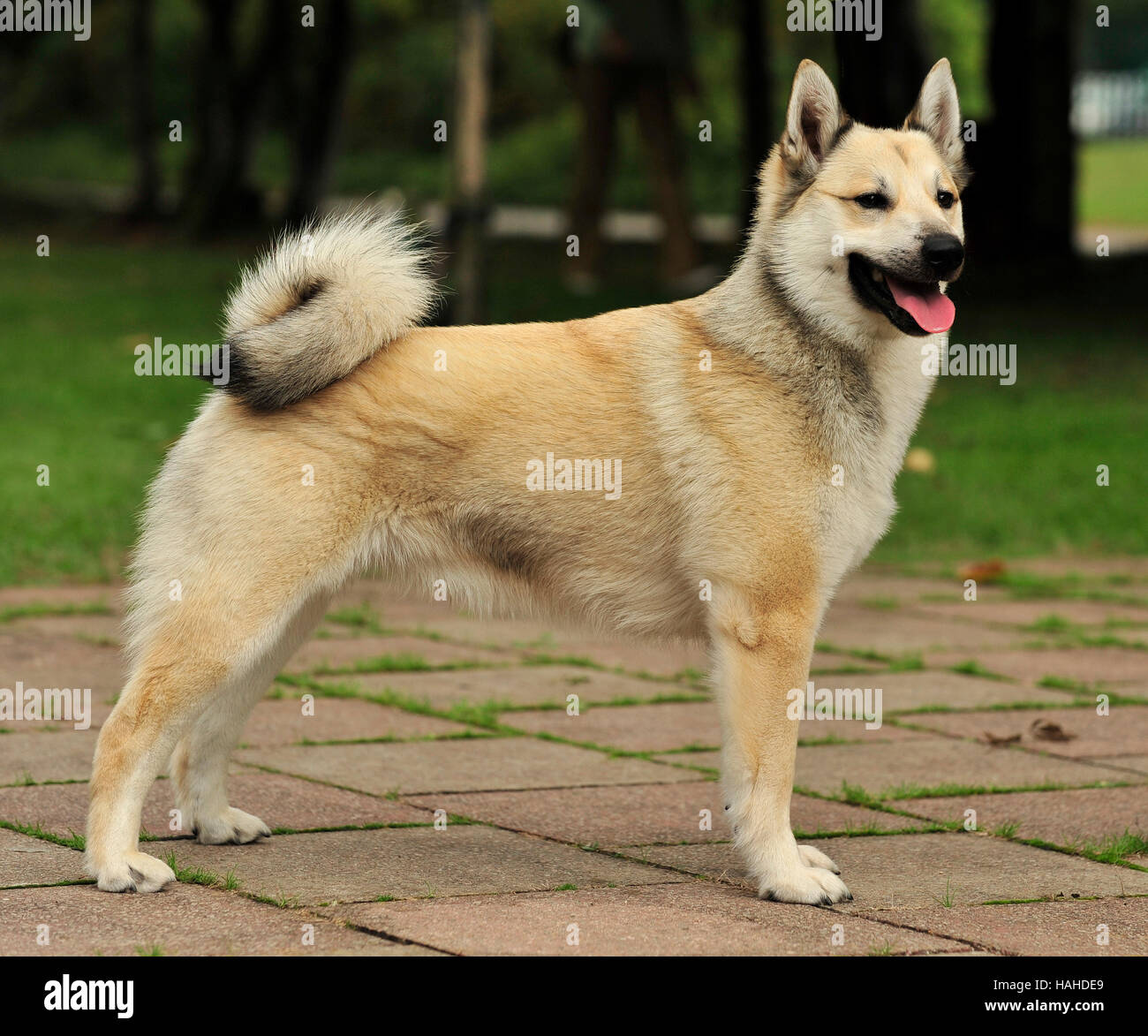 Norwegian buhund Stock Photo - Alamy