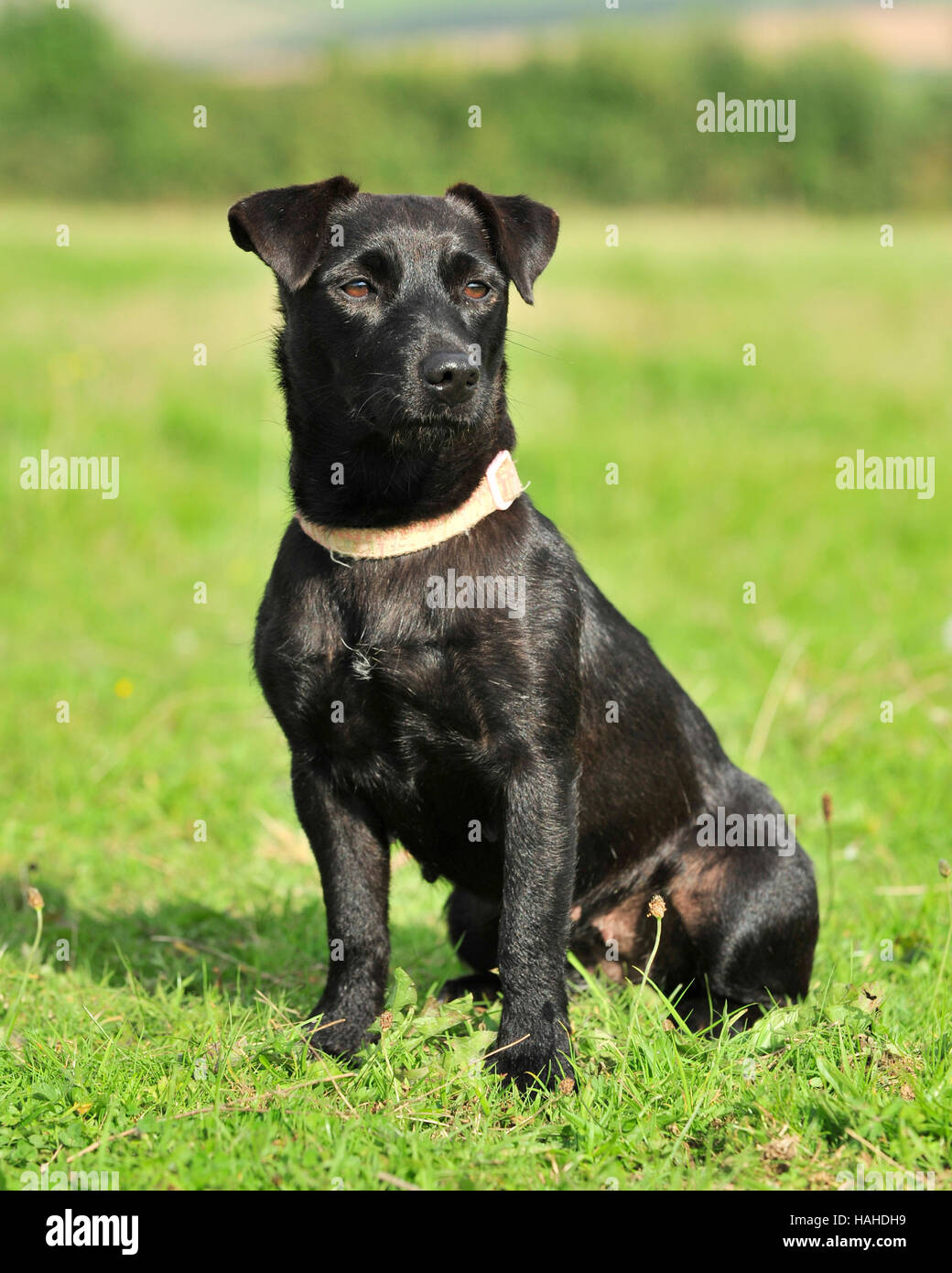 patterdale terrier Stock Photo, Royalty Free Image: 127002997 - Alamy