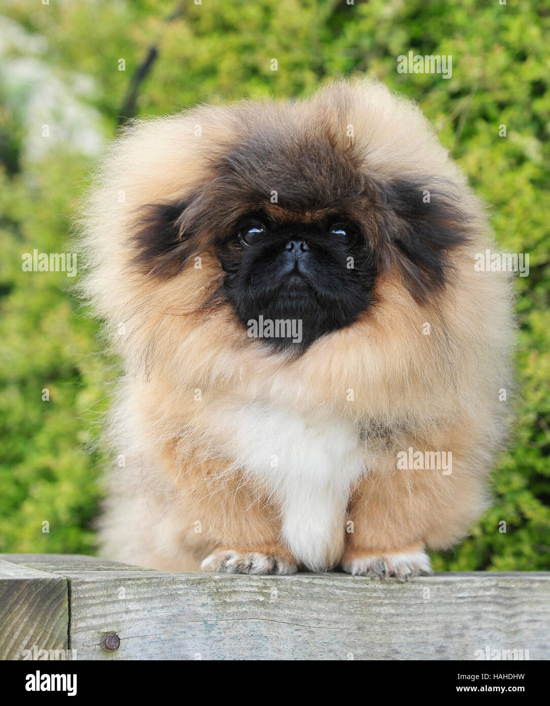 Fluffy Puppy High Resolution Stock Photography and Images - Alamy