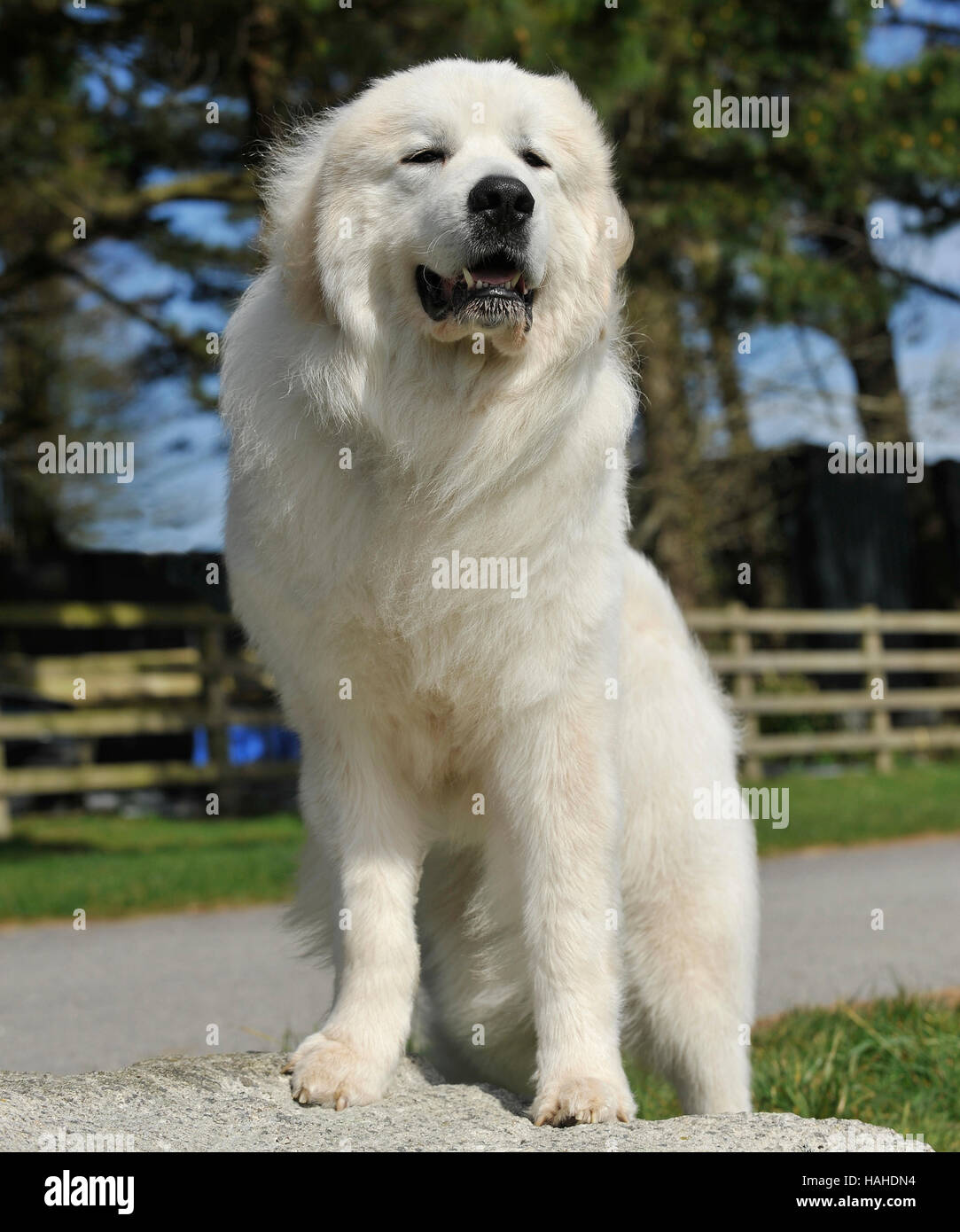 pyrenean mountain dog Stock Photo - Alamy