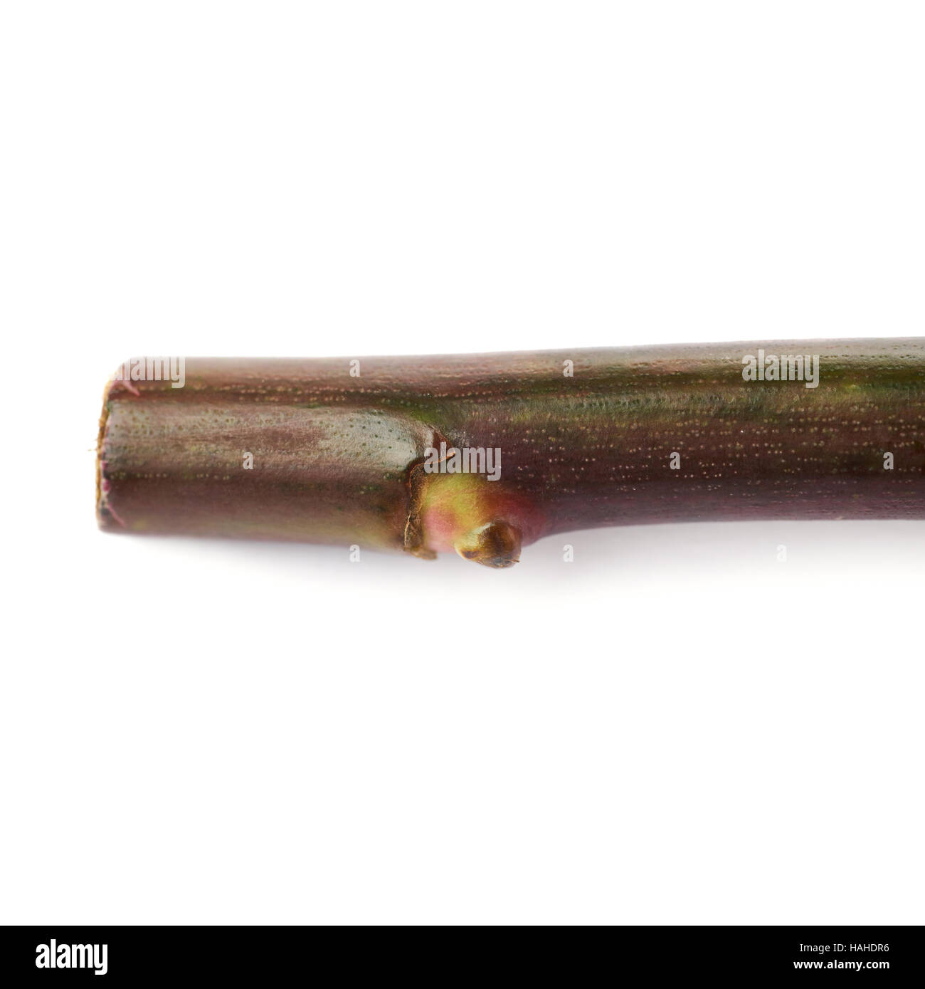 Rose stem isolated over white background Stock Photo - Alamy