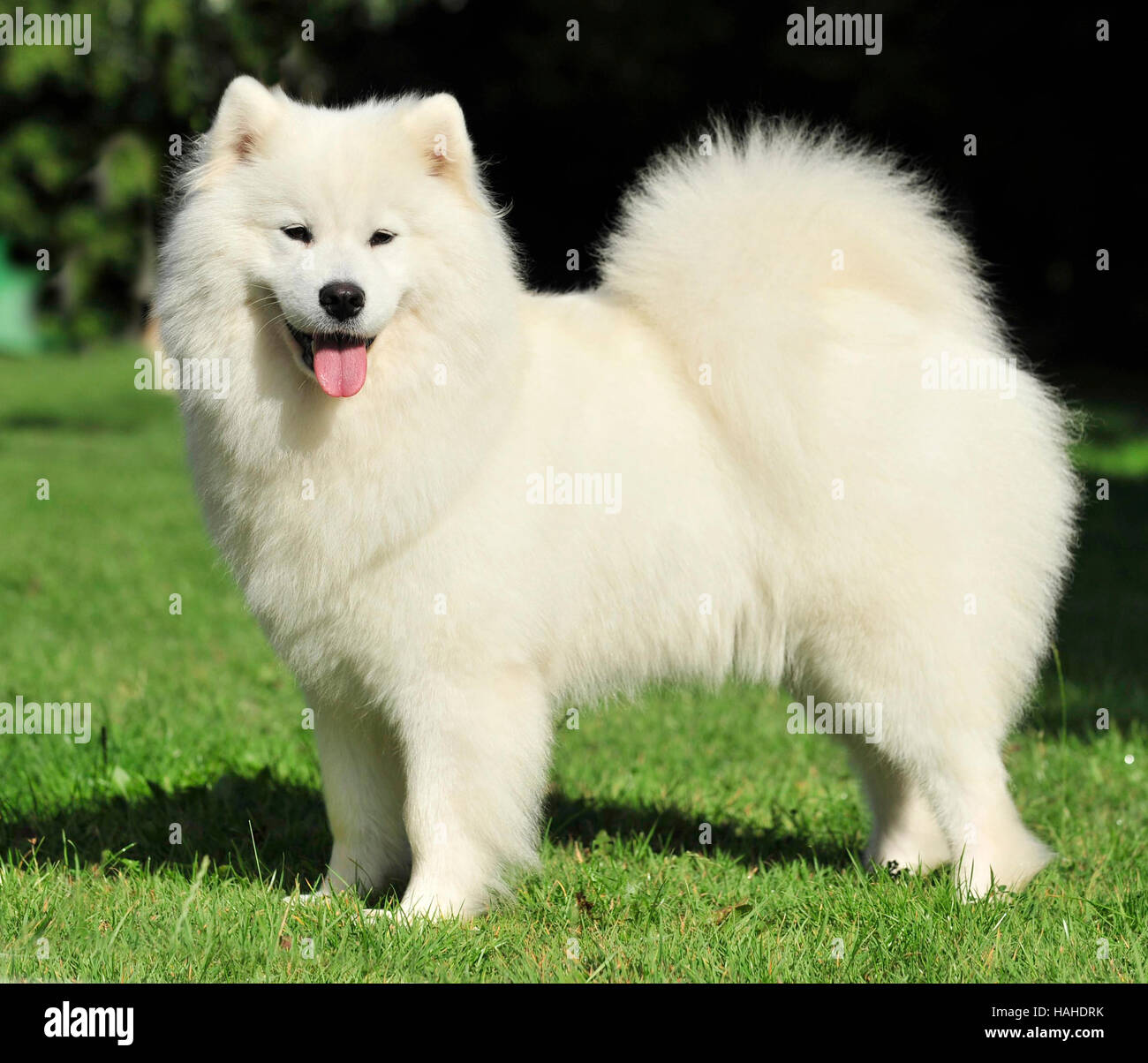 samoyed, uk, summer Stock Photo - Alamy
