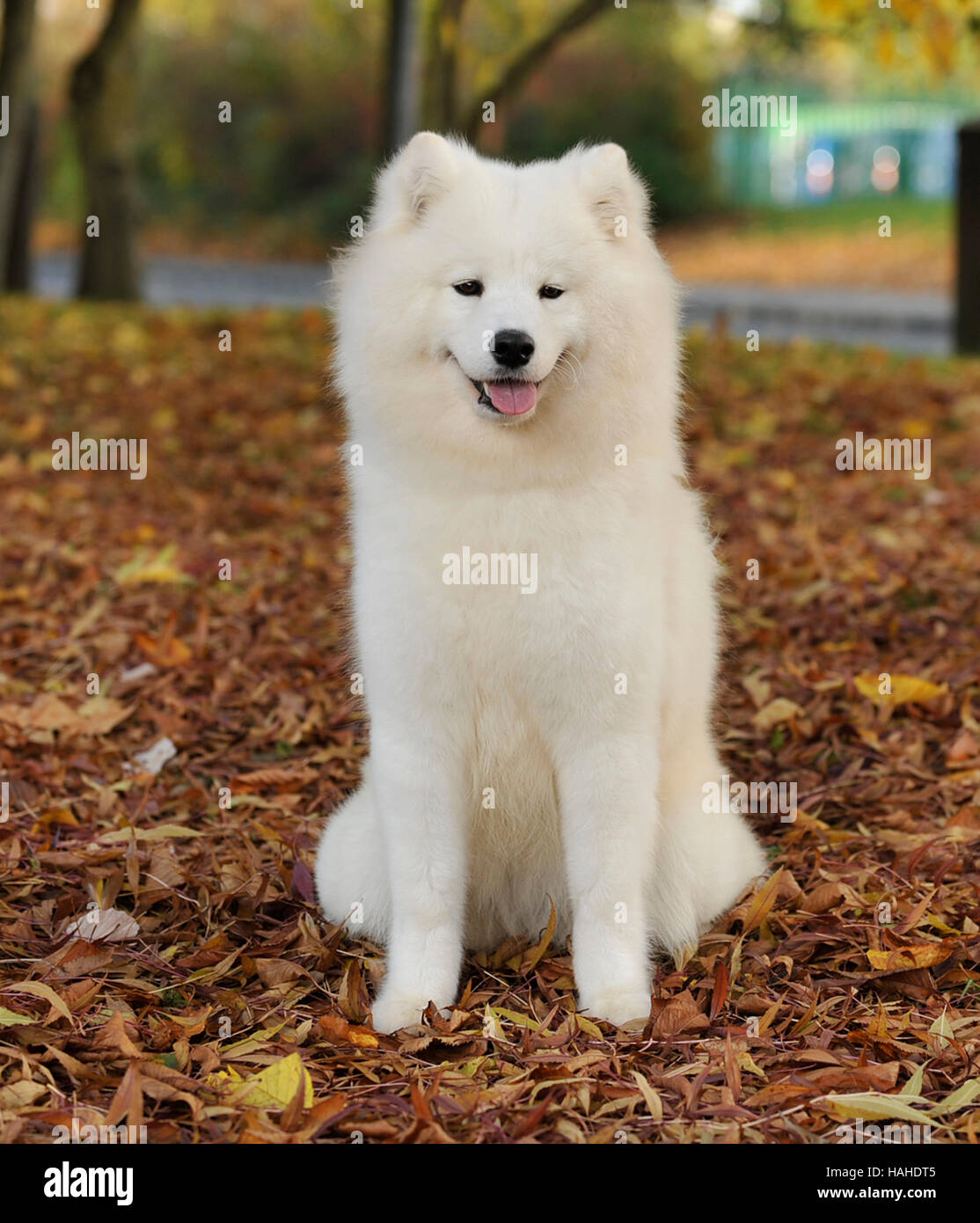 Samoyed Laika High Resolution Stock Photography and Images - Alamy