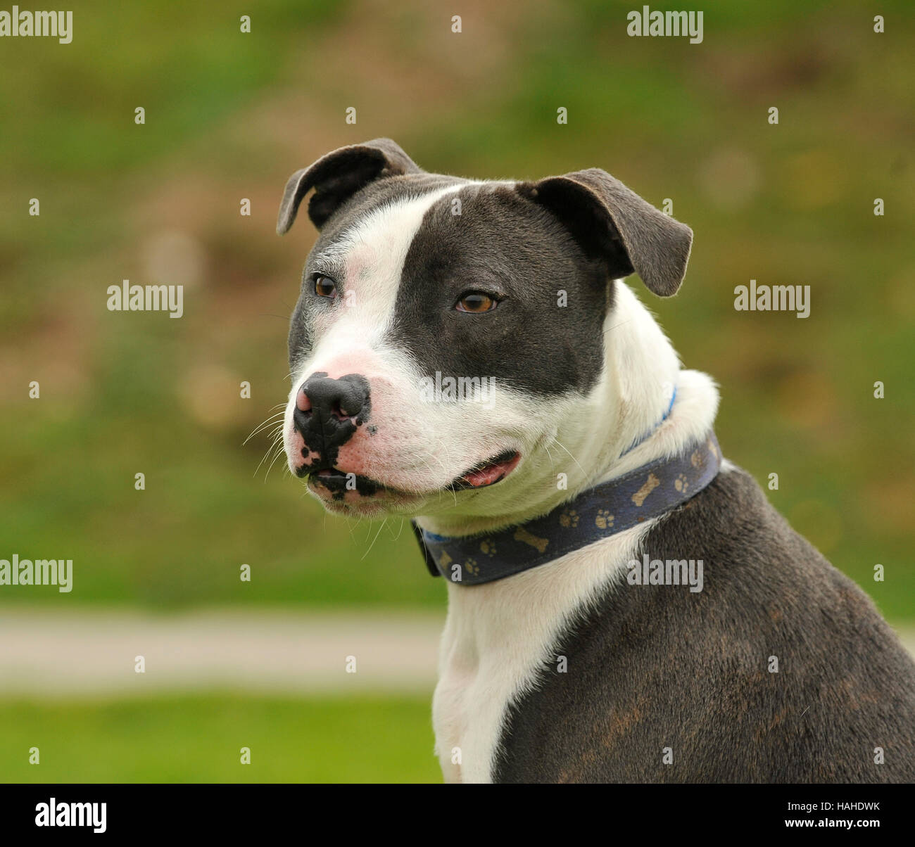 White Staffy High Resolution Stock Photography and Images - Alamy