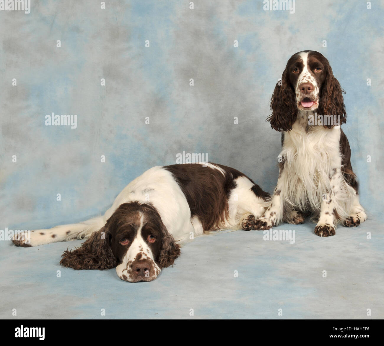 two english springer spaniels, liver and white. show prepared Stock ...