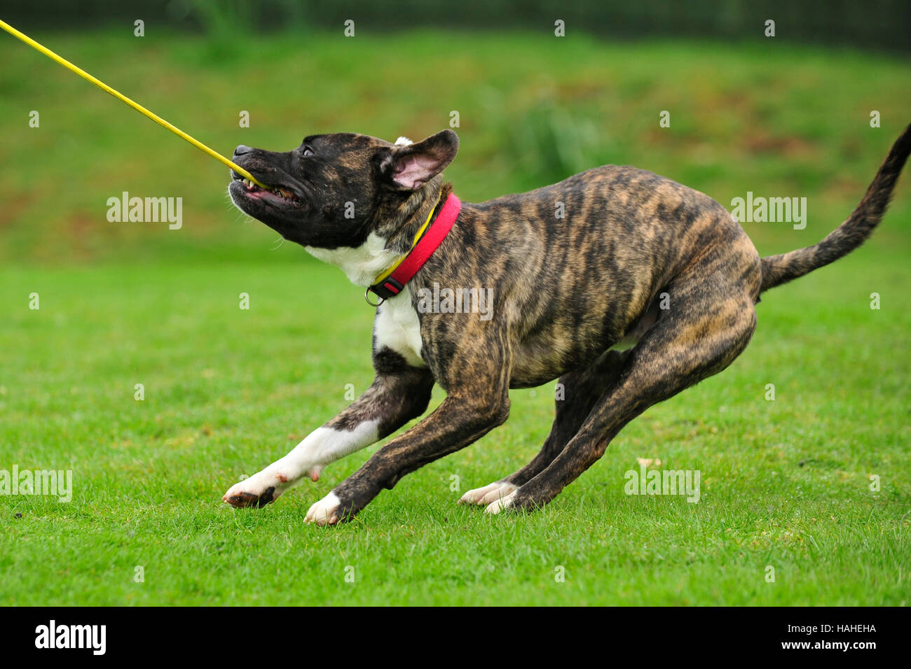 pitbull showing aggression to lead Stock Photo - Alamy