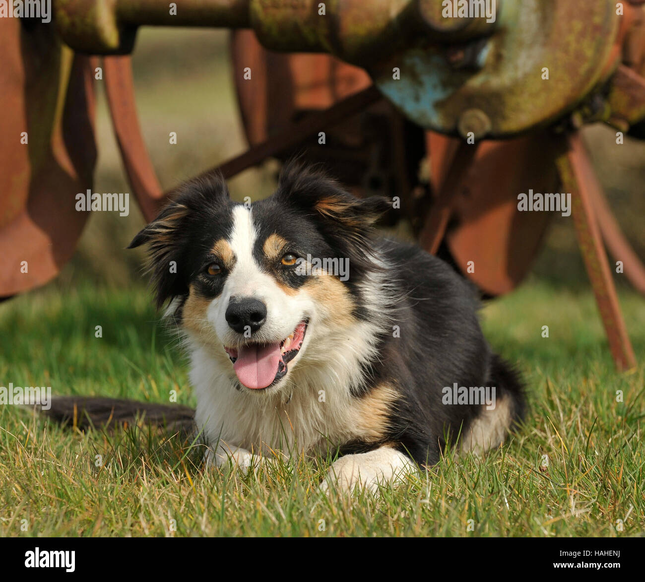 Working Sheepdog Sheep High Resolution Stock Photography and Images - Alamy