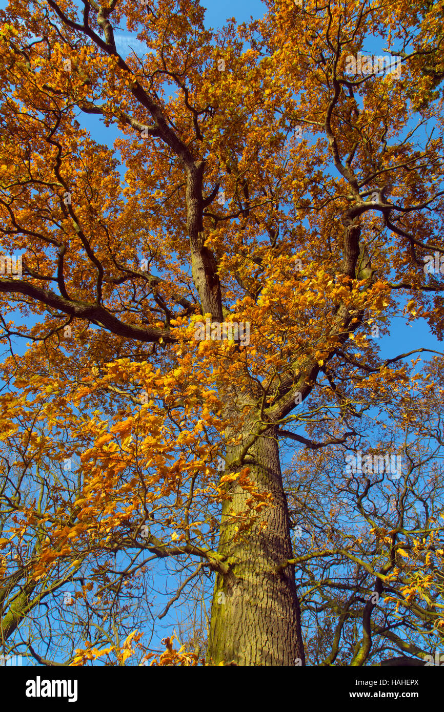 Oak Quercus robur in autumn Stock Photo - Alamy