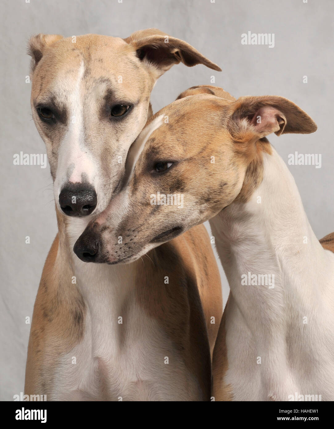 Two Whippets High Resolution Stock Photography and Images - Alamy