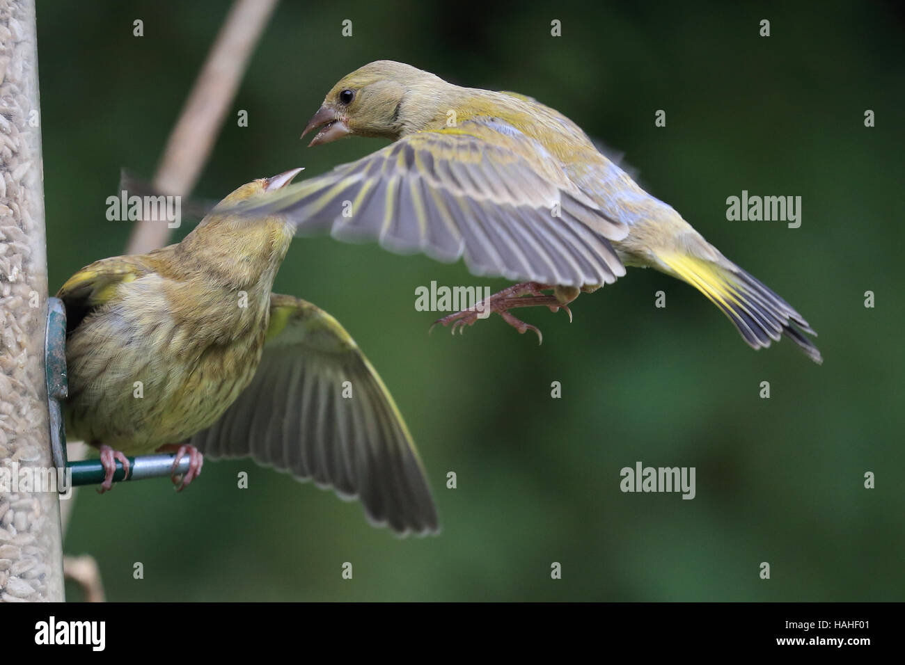 British birds in photographs hi-res stock photography and images - Alamy