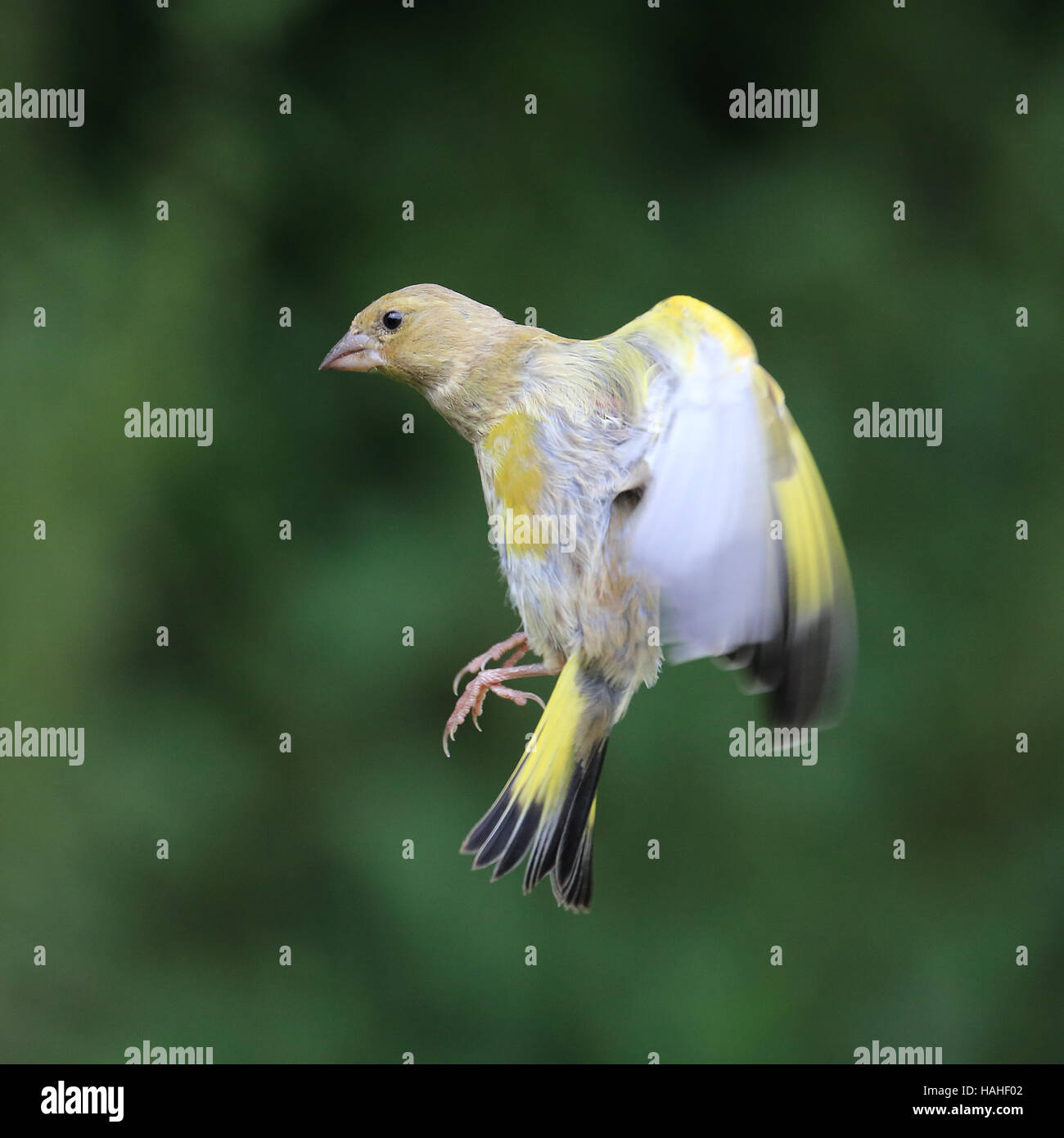 European Greenfinch in flight Stock Photo - Alamy
