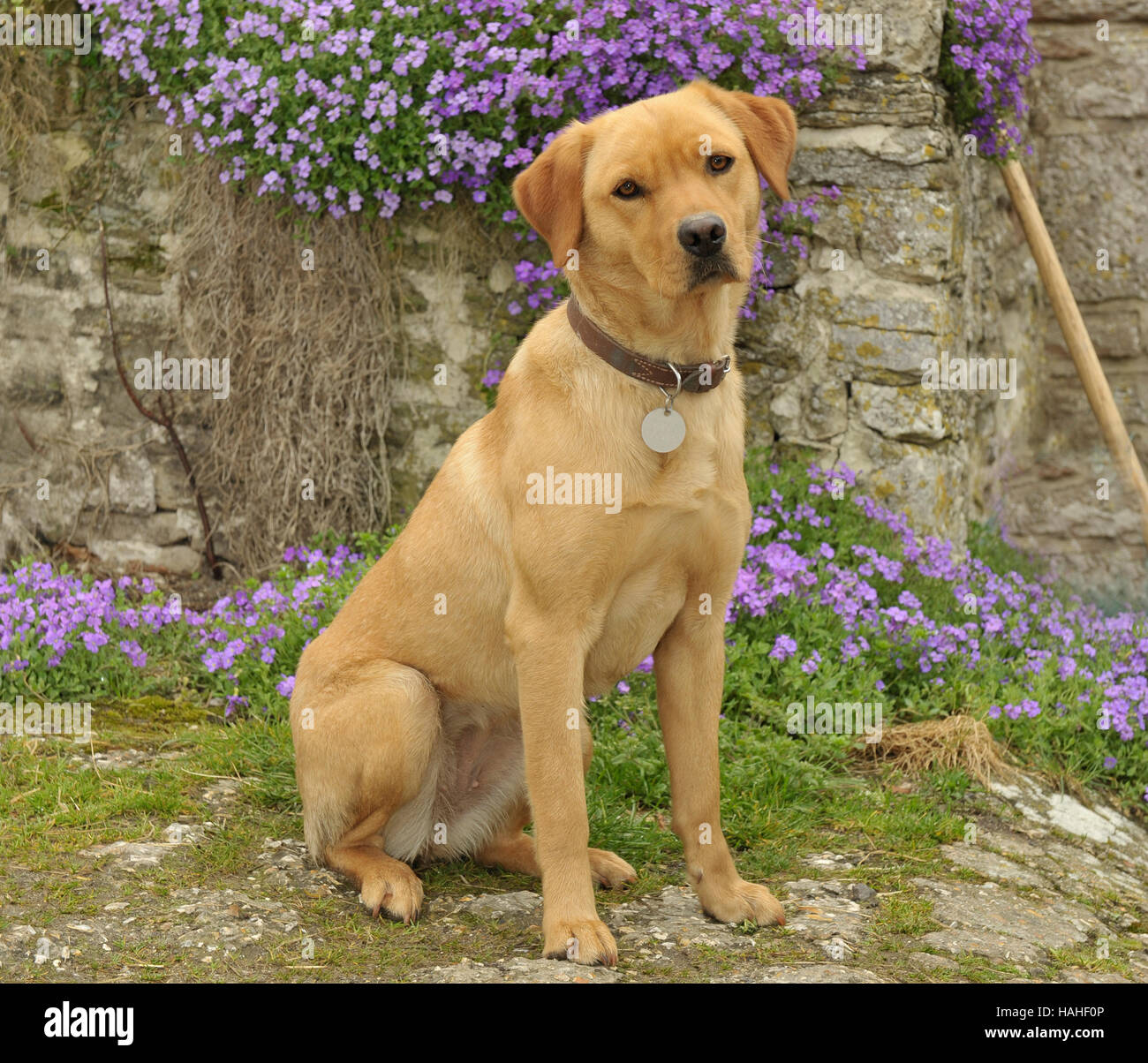 yellow labrador summer uk Stock Photo - Alamy
