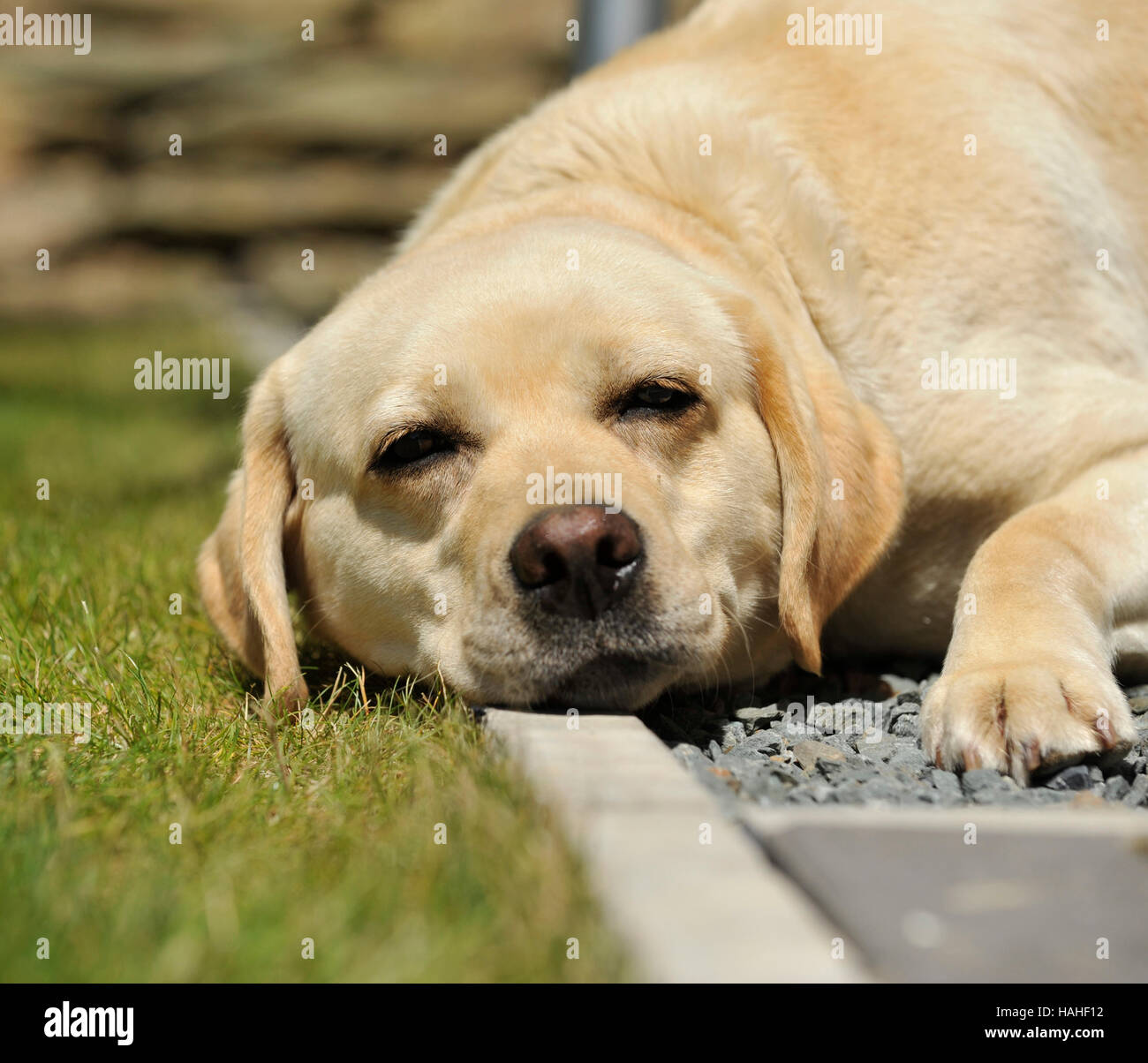 yellow labrador uk summer Stock Photo - Alamy