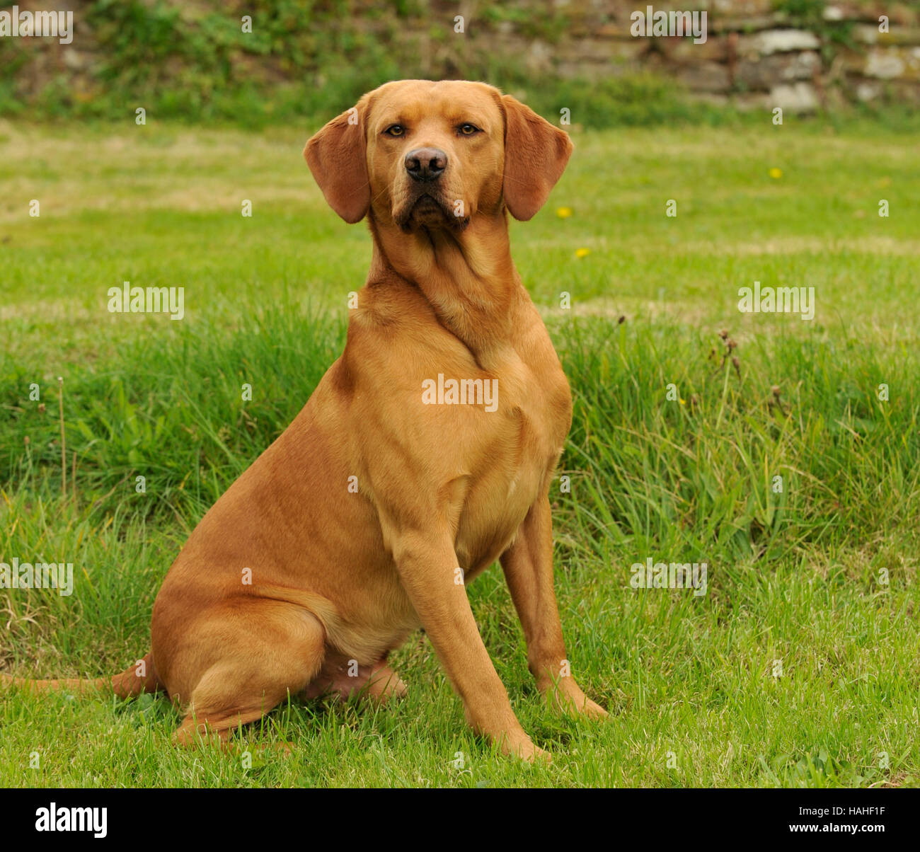yellow labrador dogsummer Stock Photo - Alamy