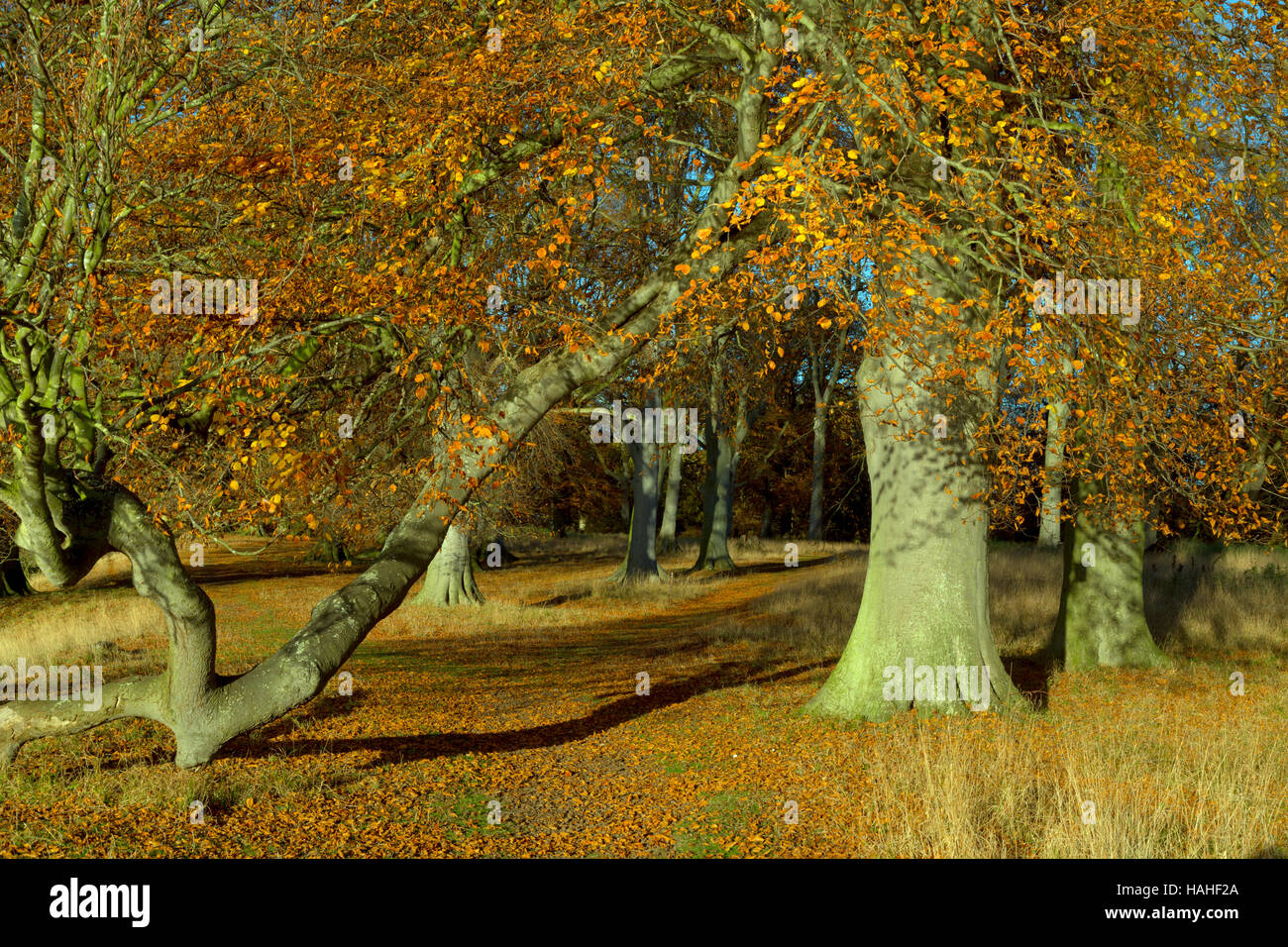 Beech leaves and mast hi-res stock photography and images - Alamy