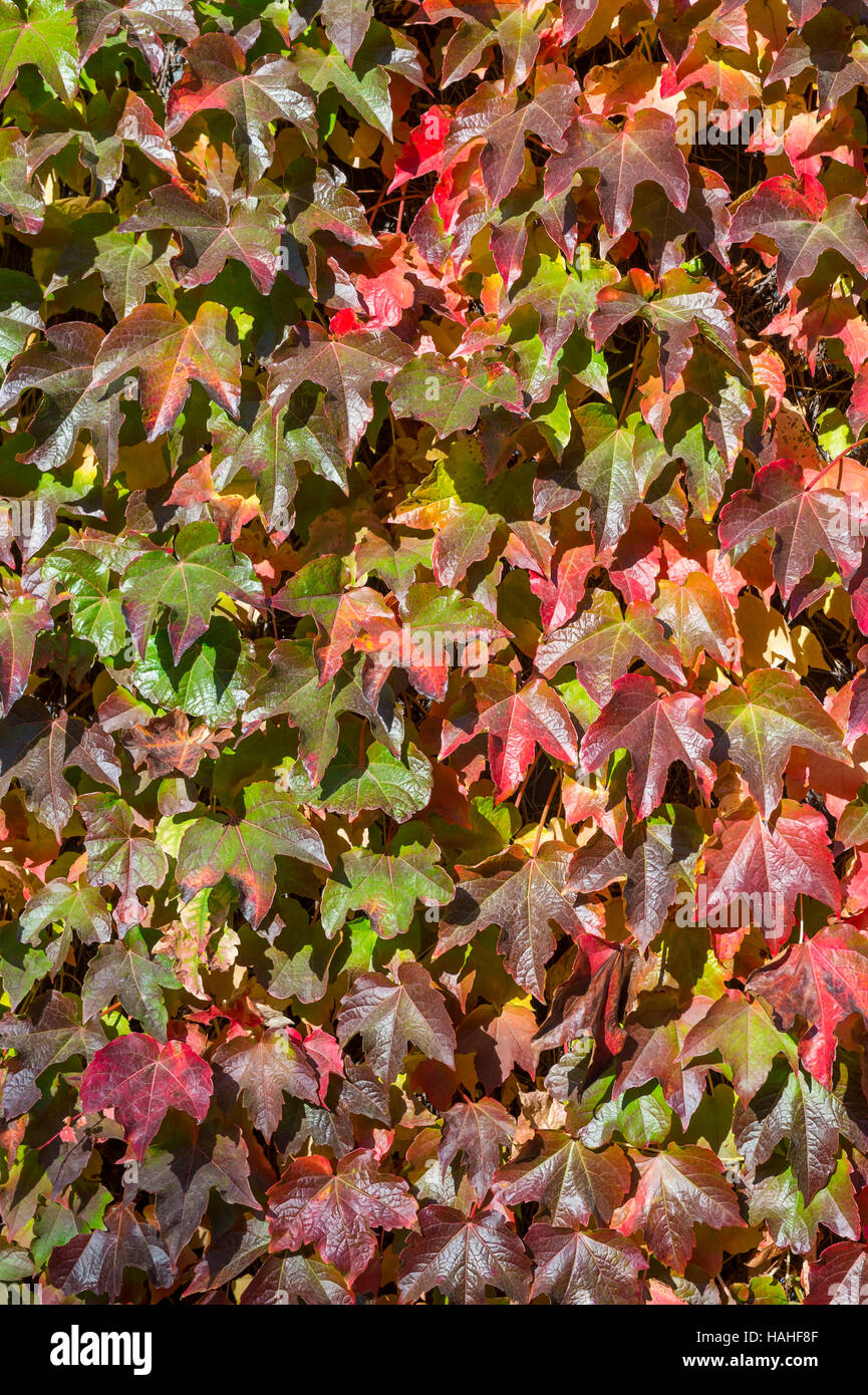 Autumn background of ivy wall with leaves changing color from green to ...