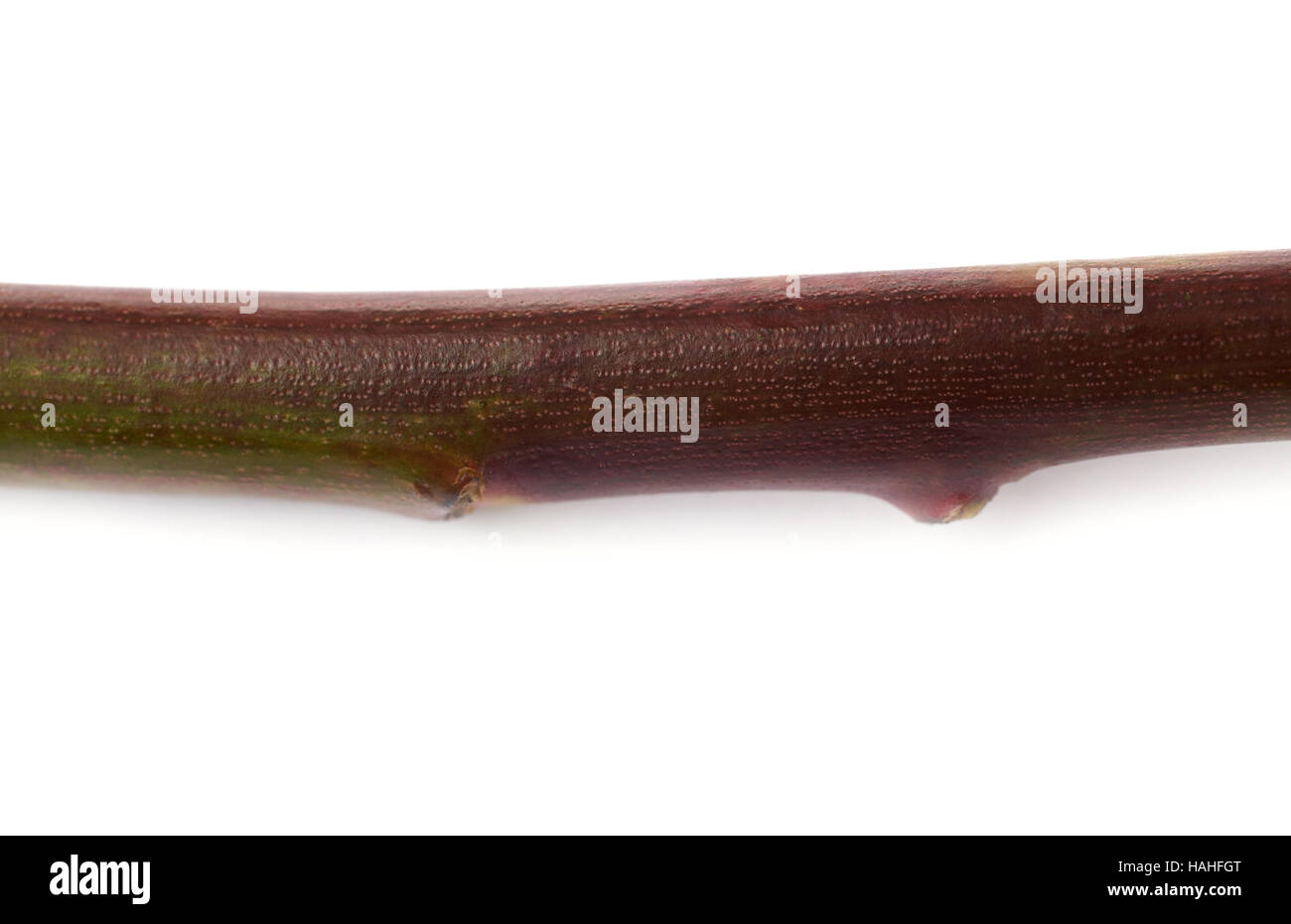 Rose stem isolated over white background Stock Photo - Alamy