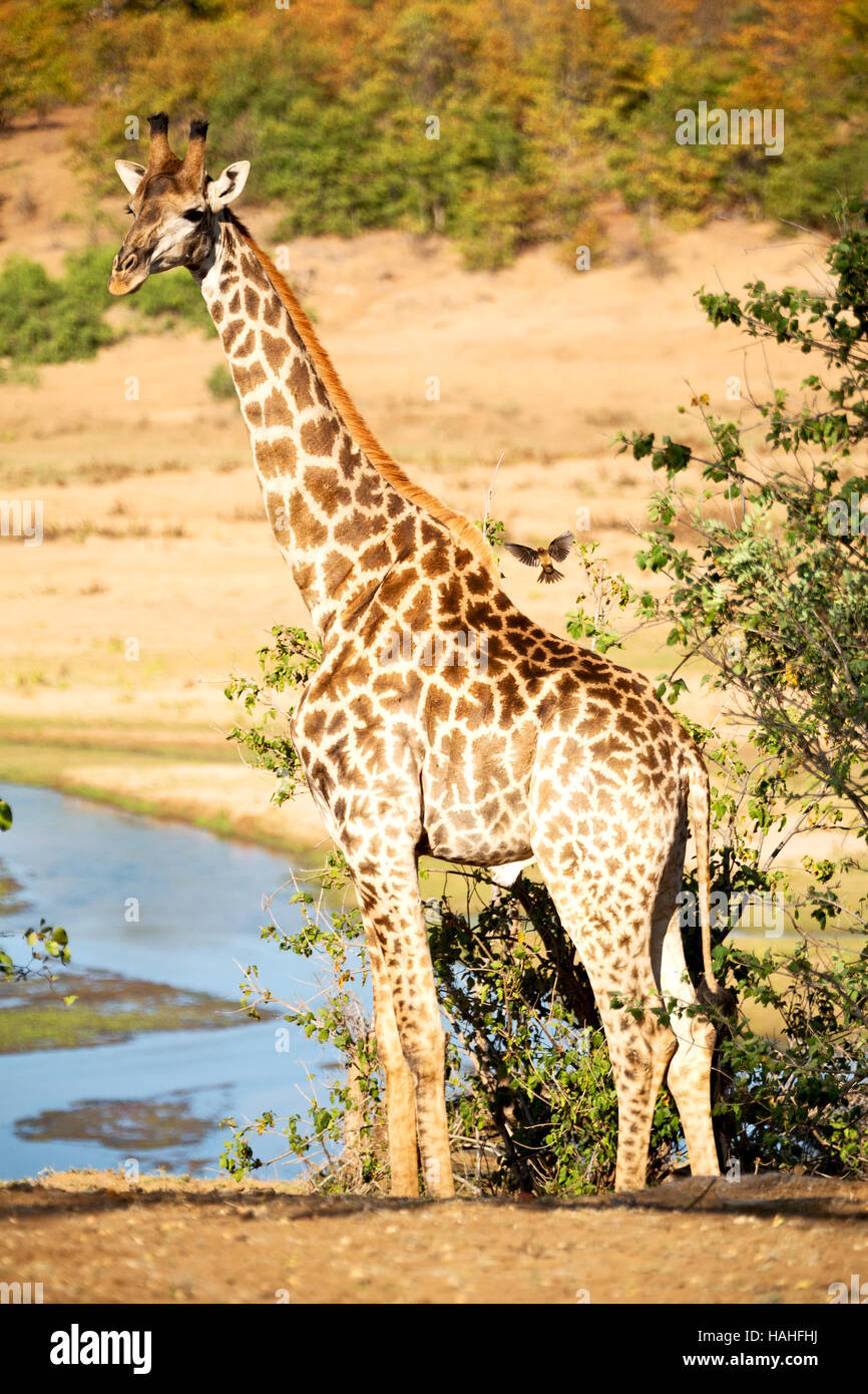 blur in south africa kruger wildlife nature reserve and wild giraffe ...
