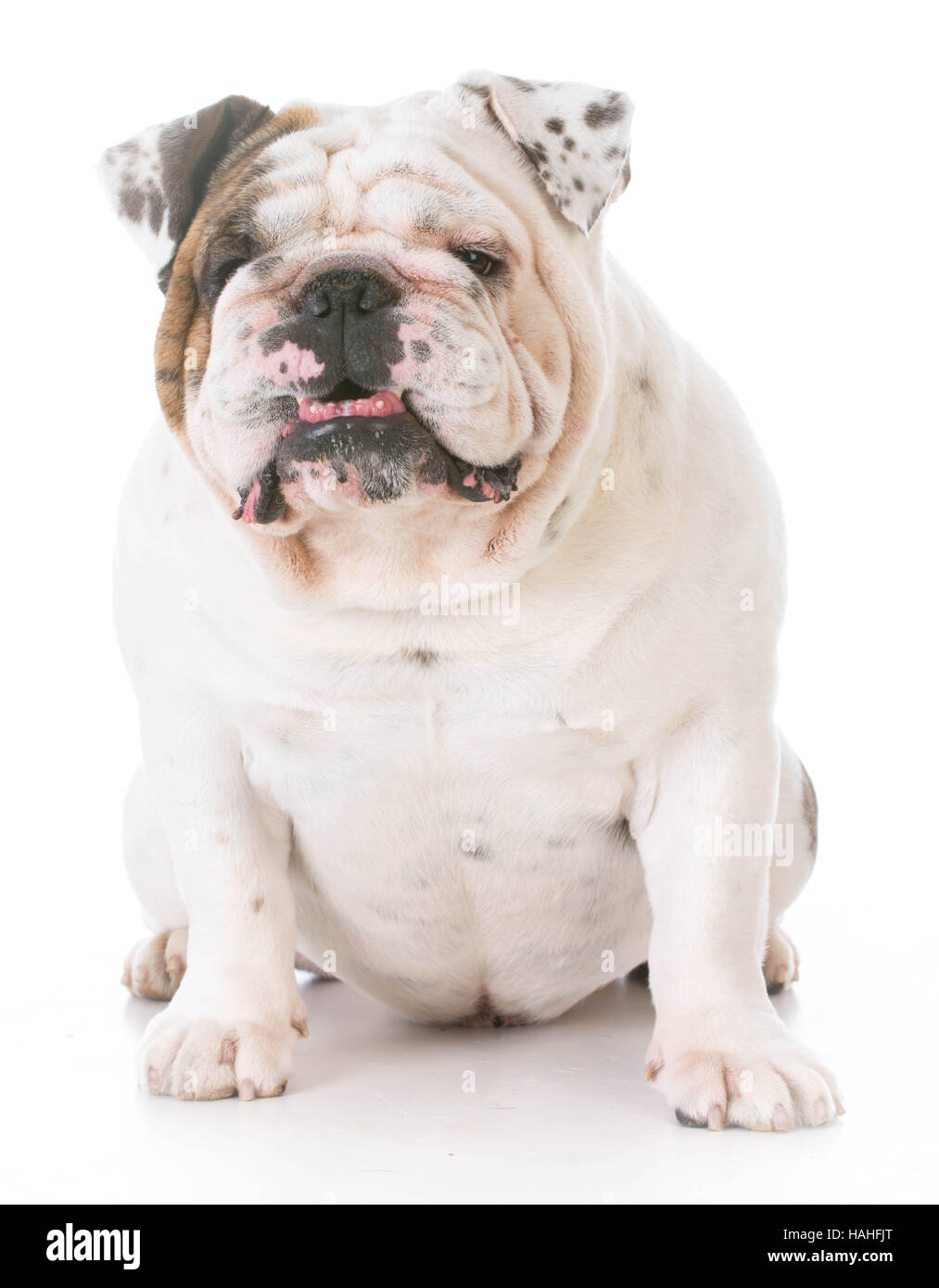 cute bulldog smiling for the camera on white background Stock Photo - Alamy